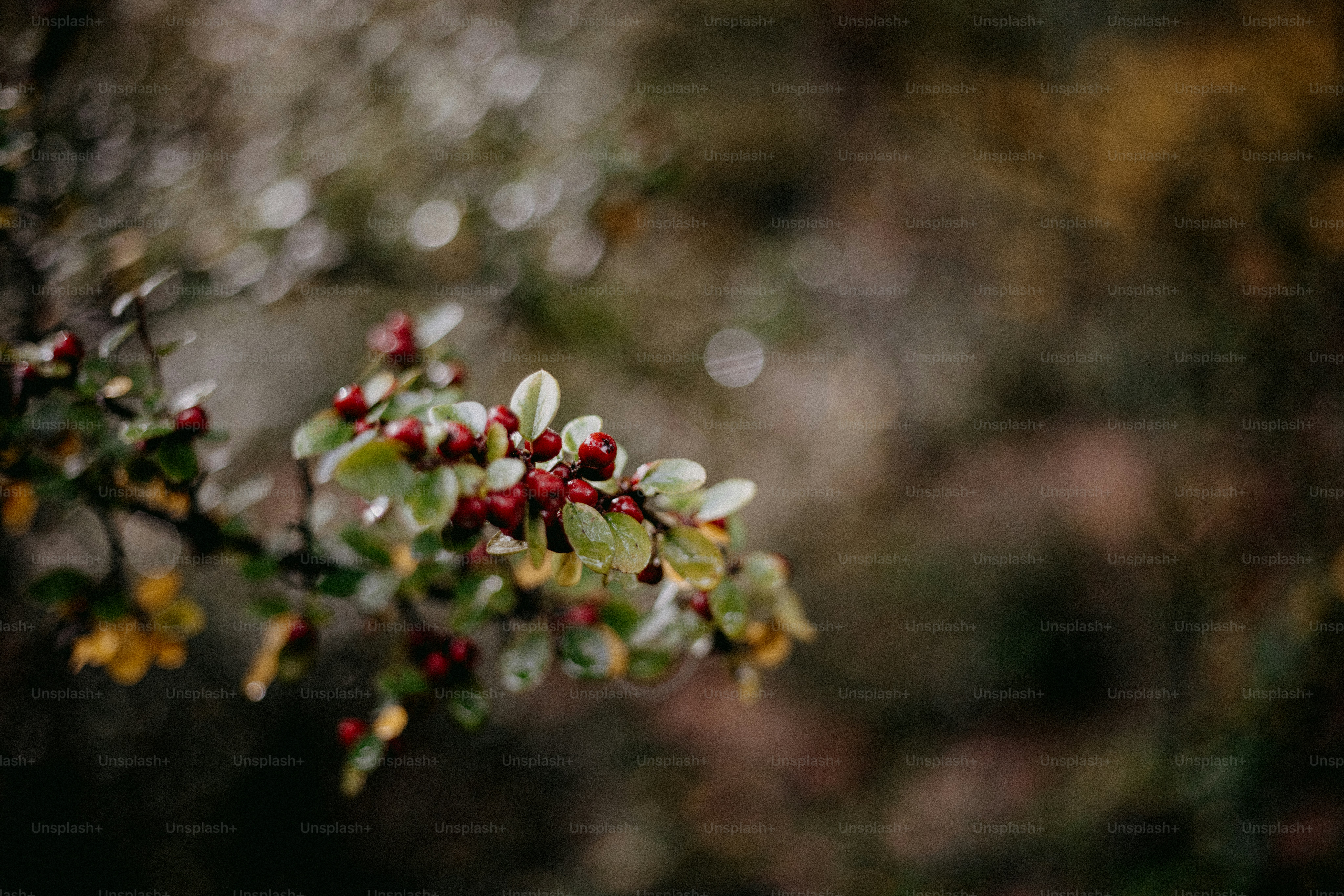 A bunch of small red berries on a tree photo – Autumn Image on Unsplash