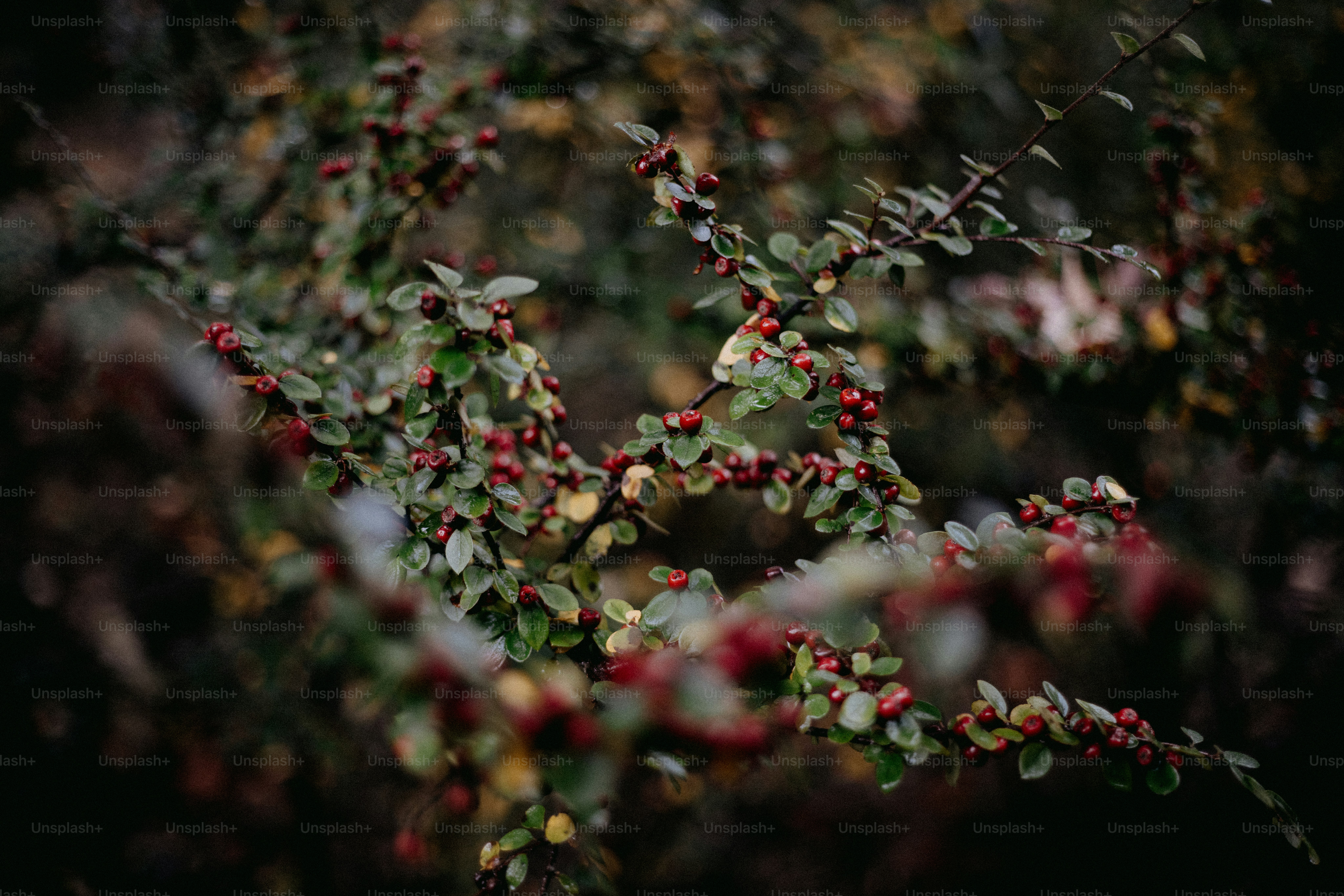 A bunch of small red berries on a tree photo – Autumn Image on Unsplash
