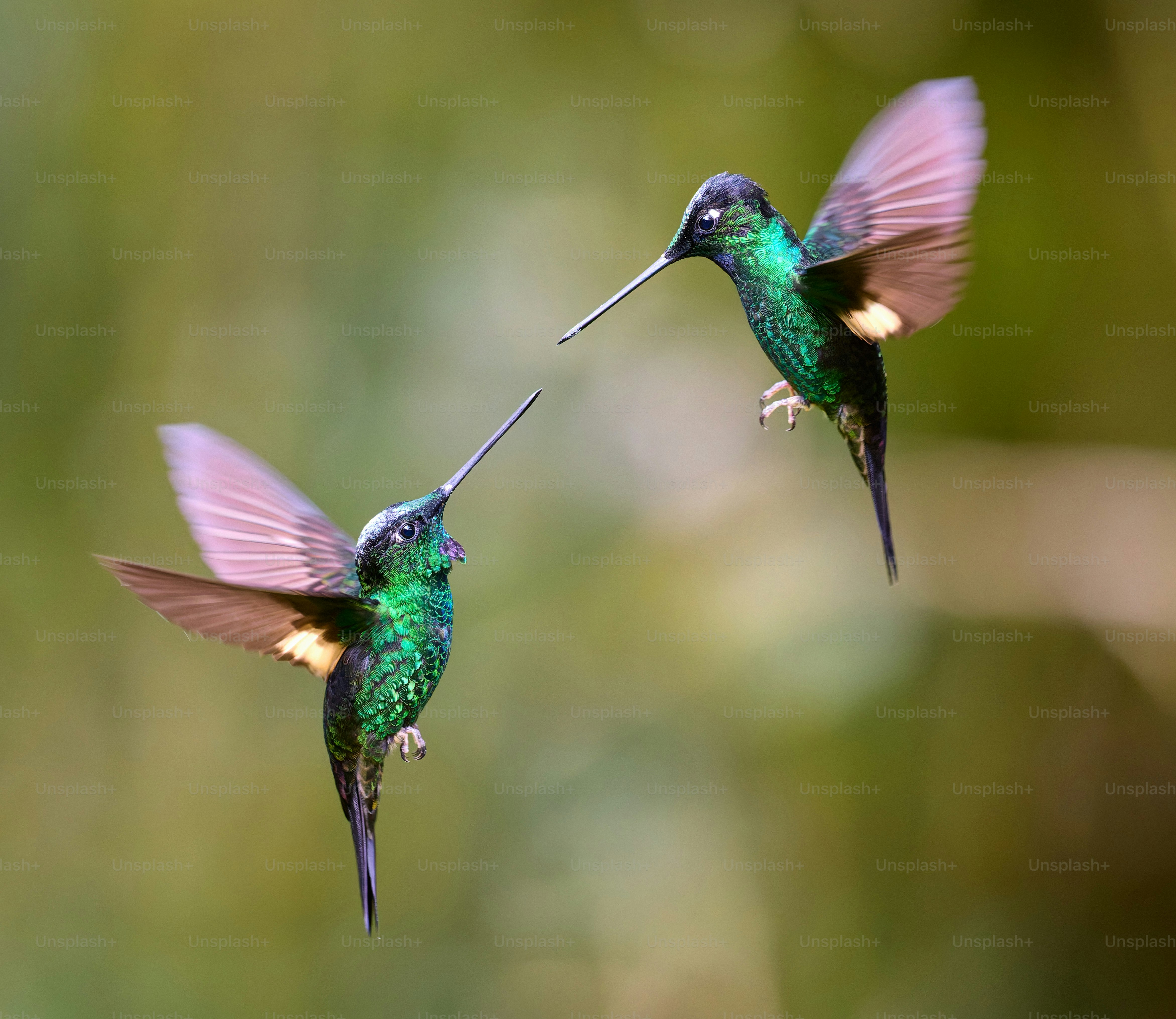 A couple of hummingbirds flying next to each other photo – Birds Image ...