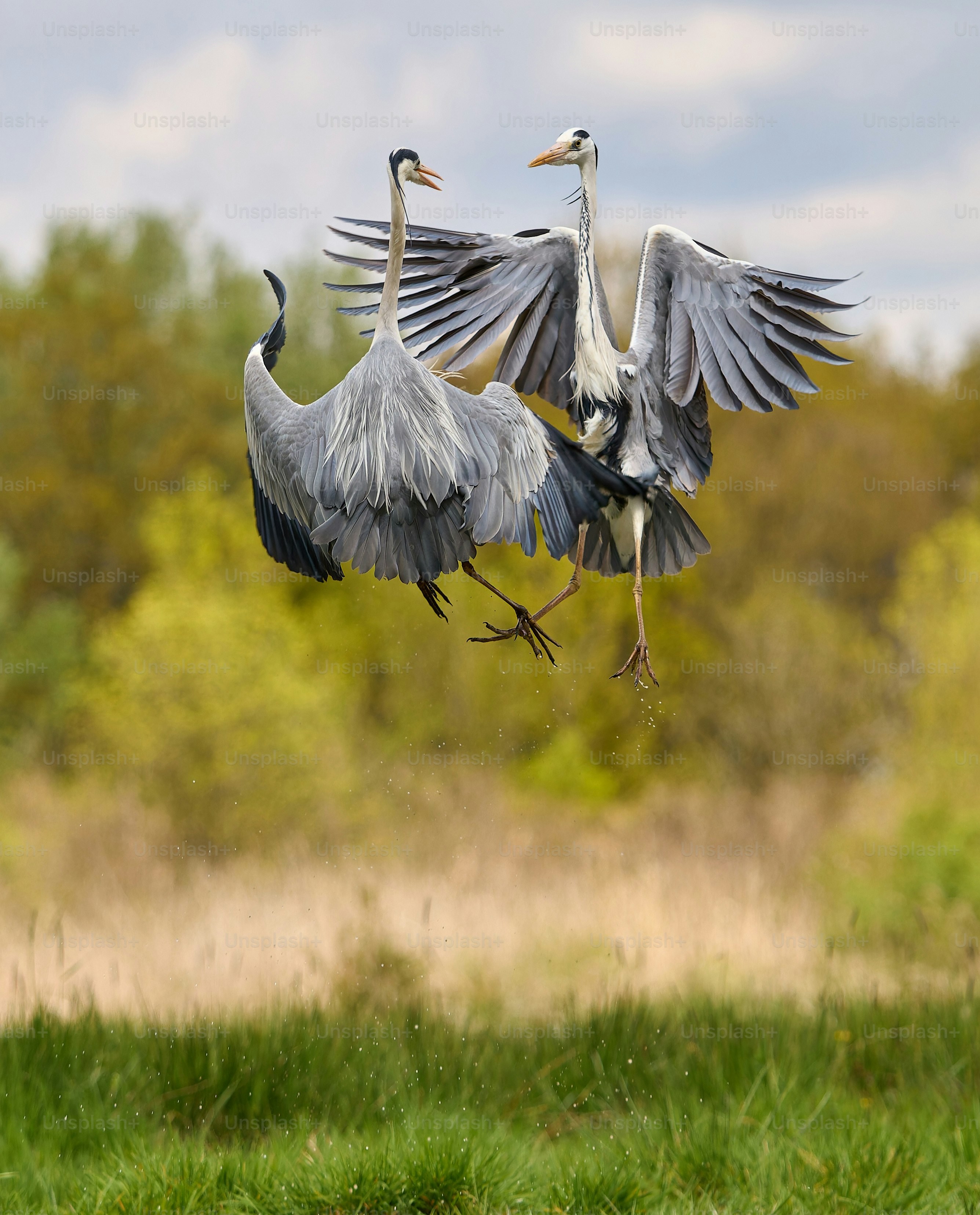 Two large birds flying over a lush green field photo – Birds Image on ...