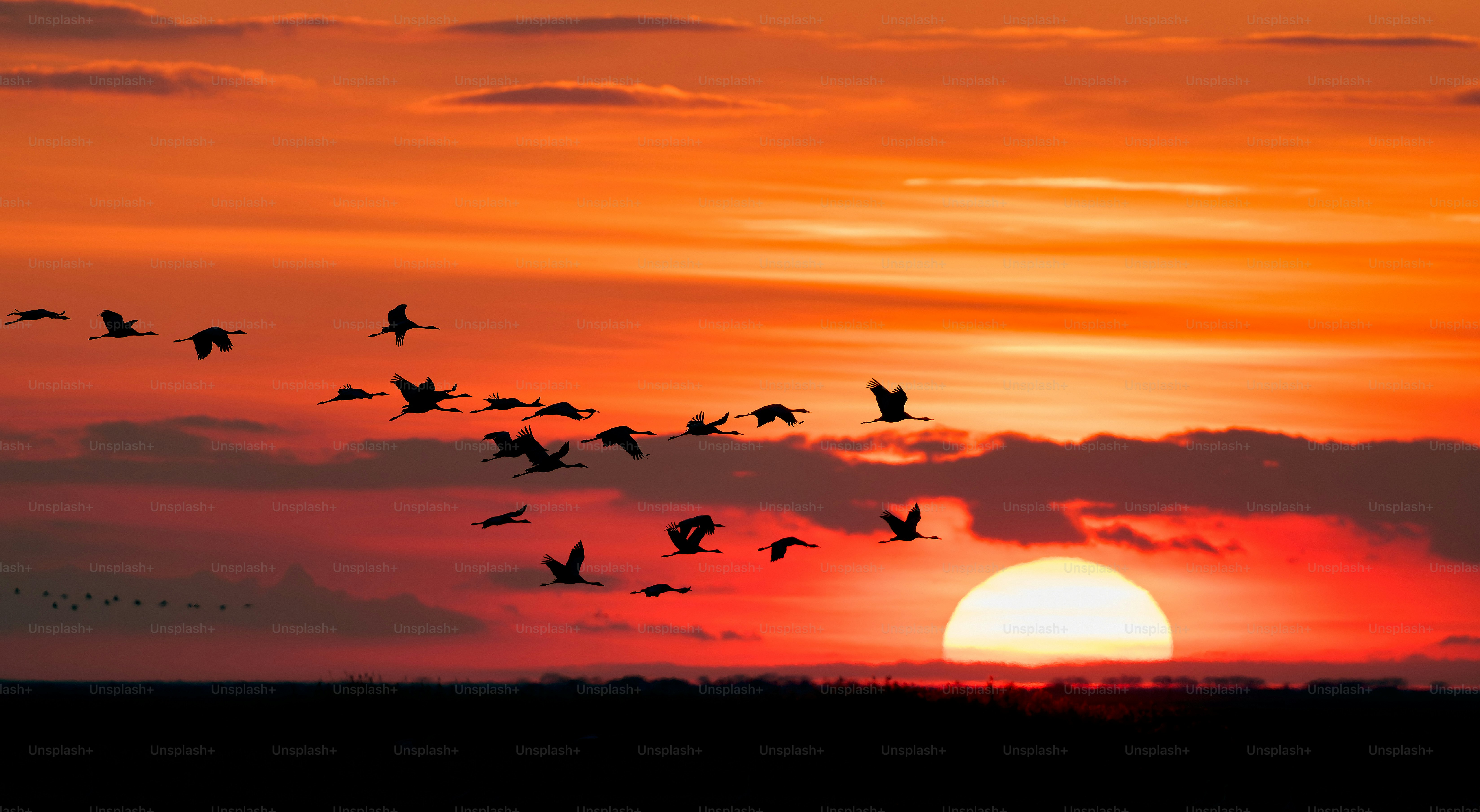 A flock of birds flying over a sunset photo – Sunset Image on Unsplash