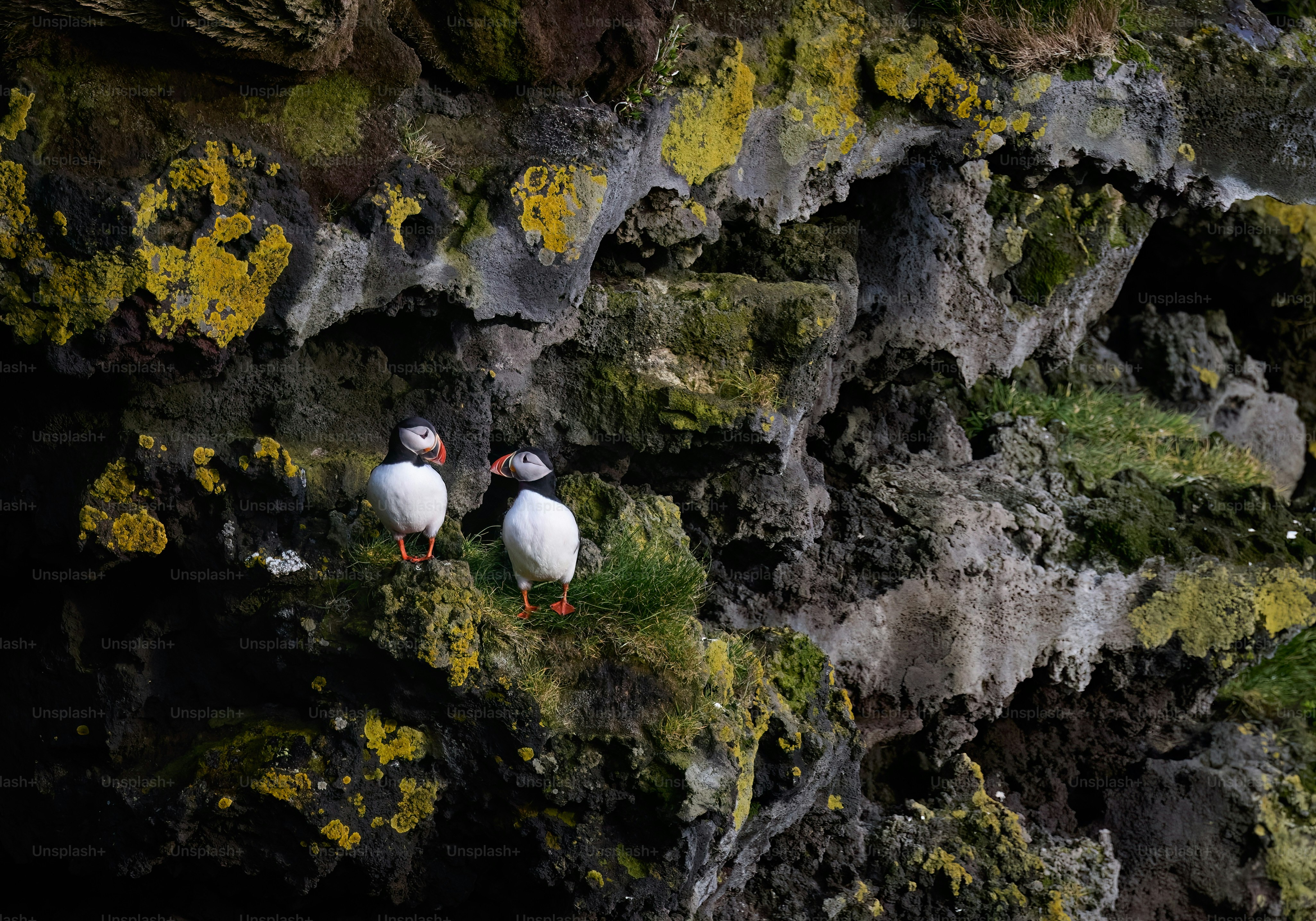 Two birds standing on a moss covered rock photo – Puffin Image on Unsplash