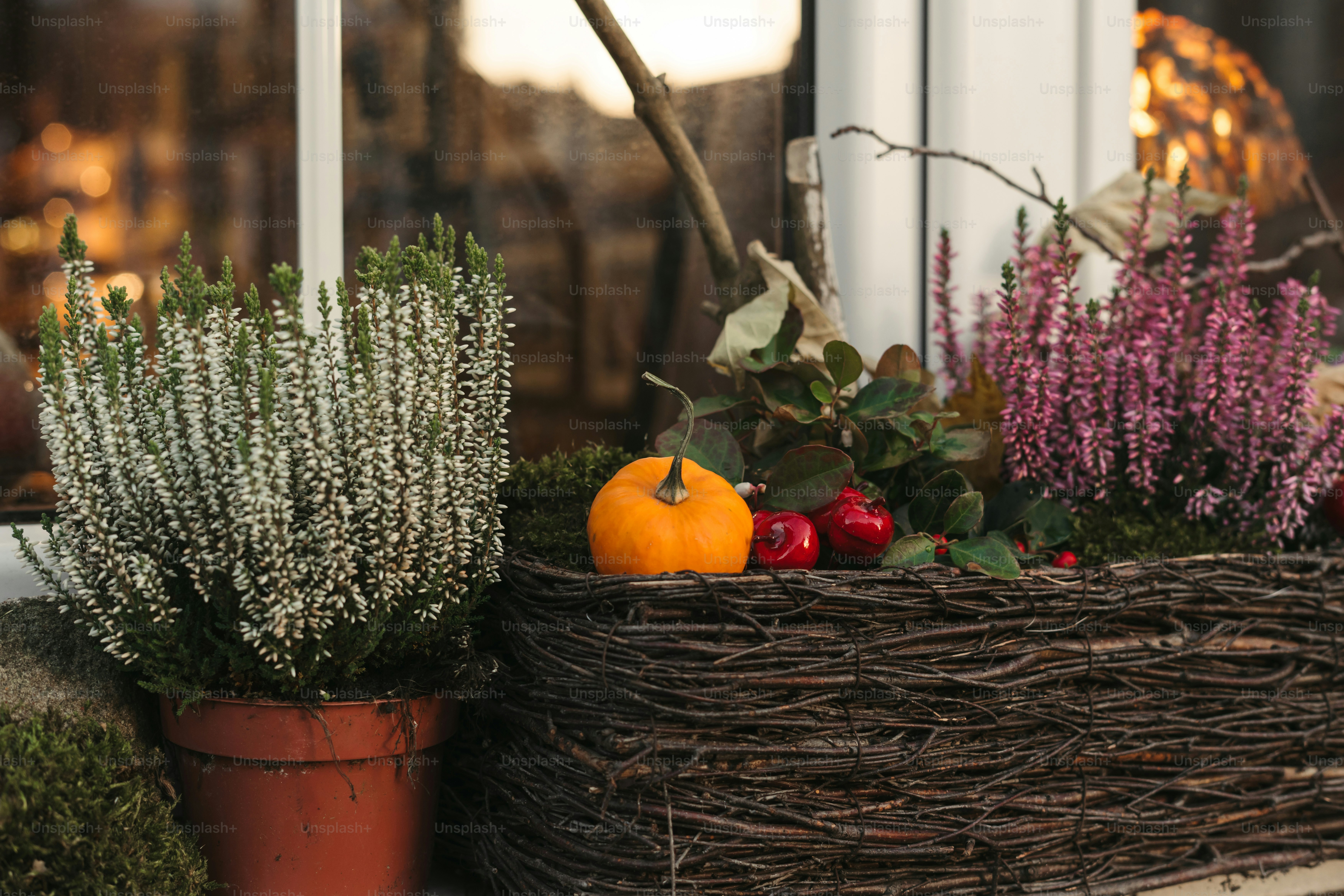A basket filled with fruit sitting on top of a window sill photo ...