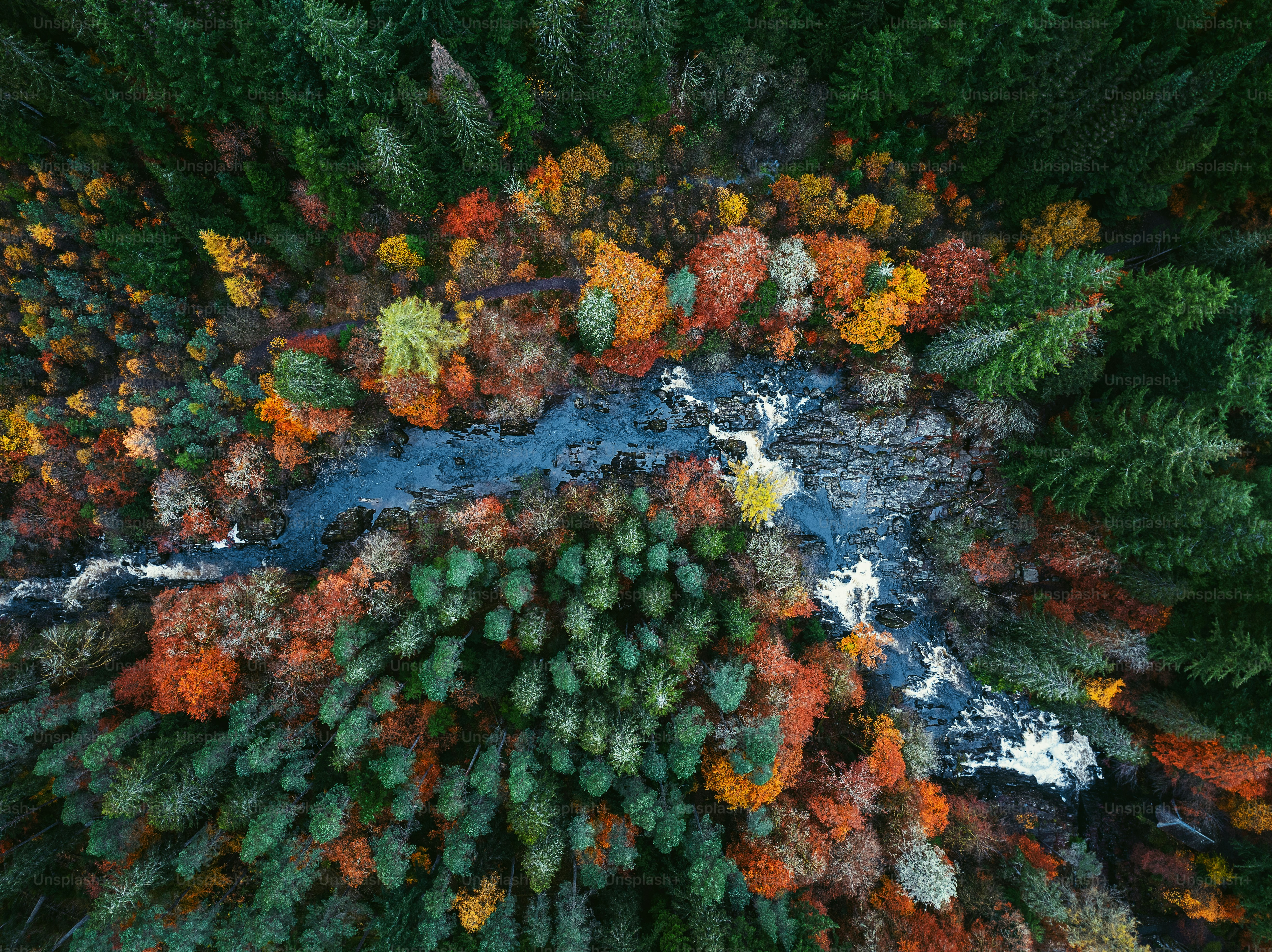 An aerial view of a forest with lots of trees photo – Landscape Image ...