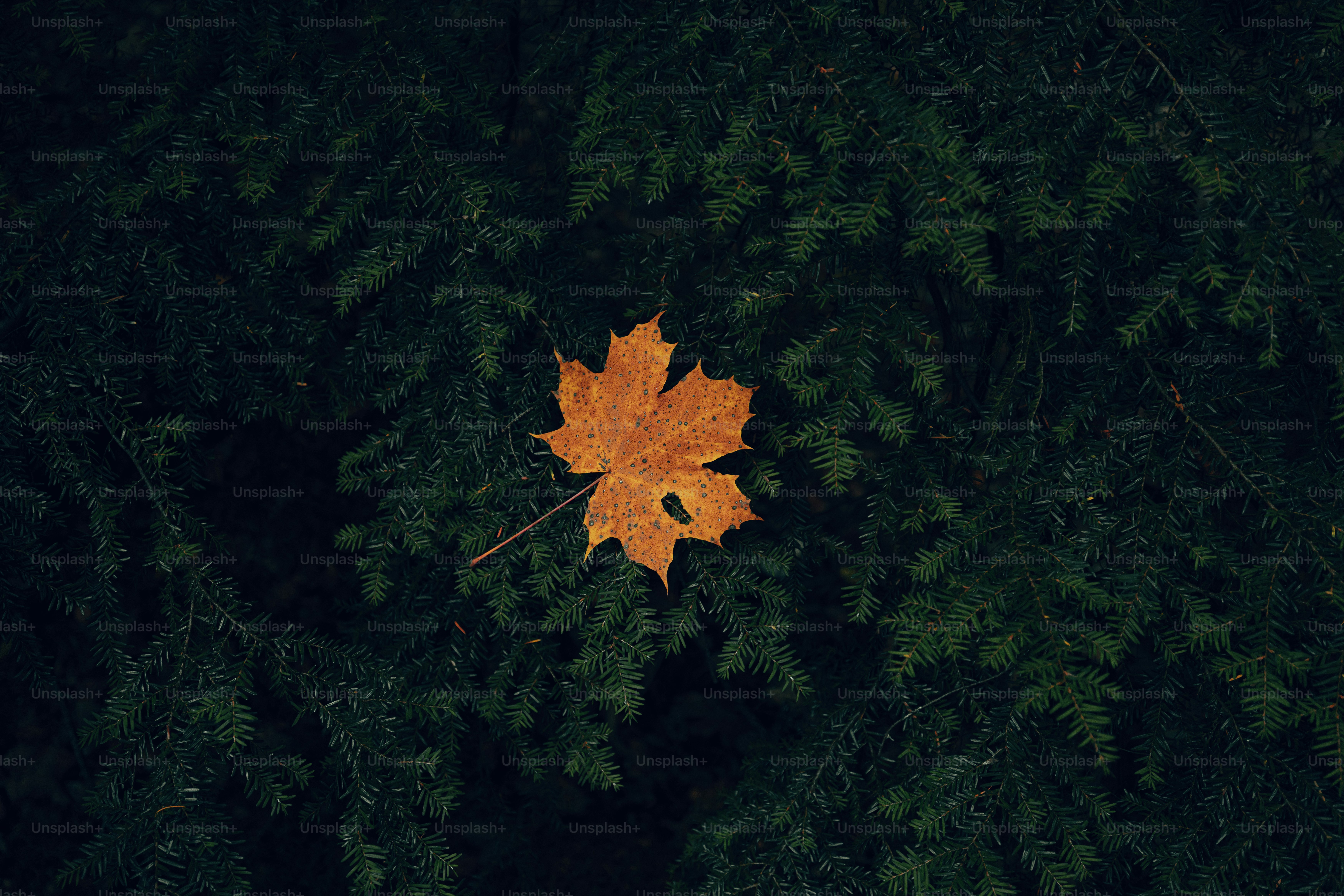 A single leaf is seen in the middle of a forest photo – Seasonal Image ...
