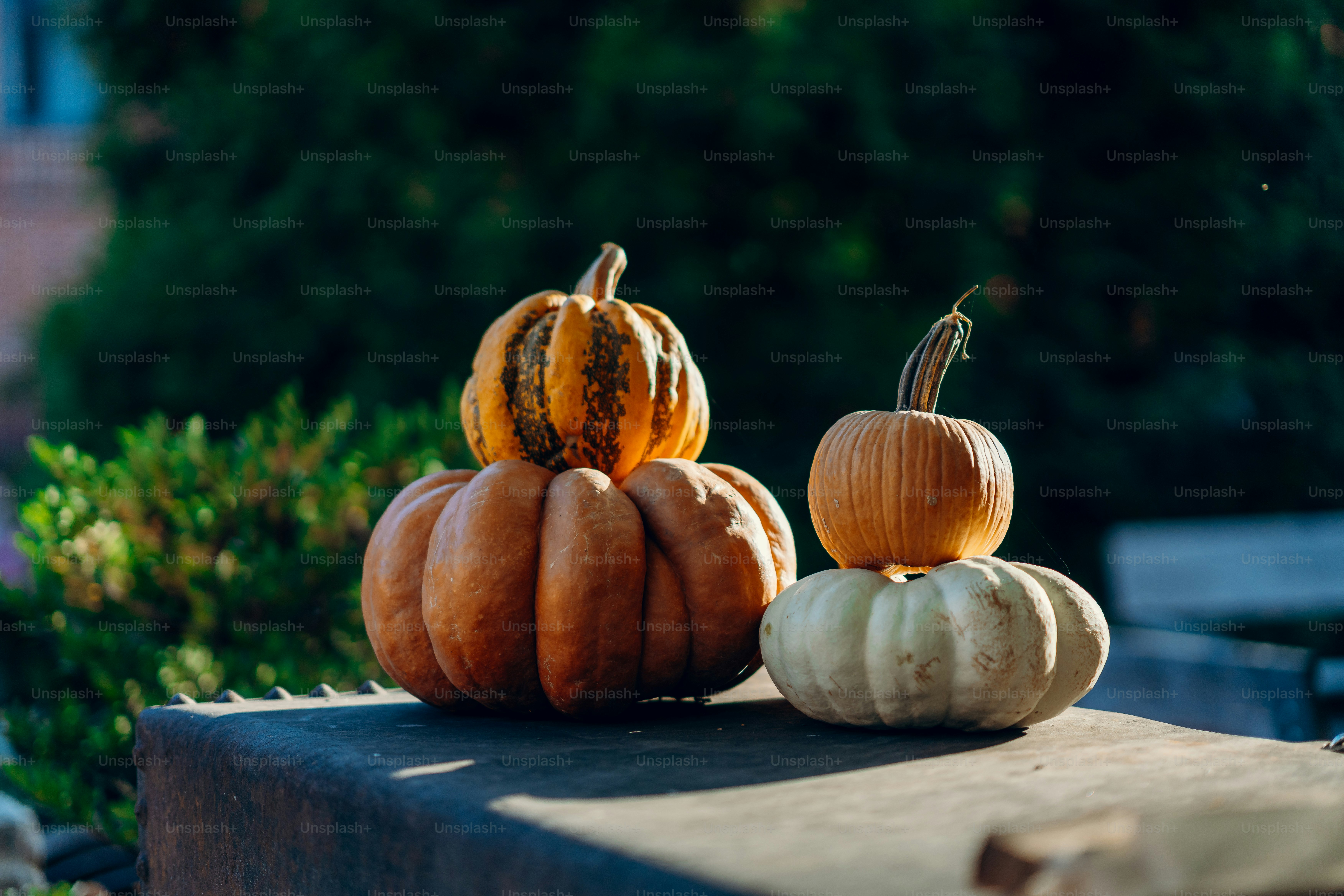 Seasonal Open Brief | 100+ best free autumn, autumn leafe, fall, and ...