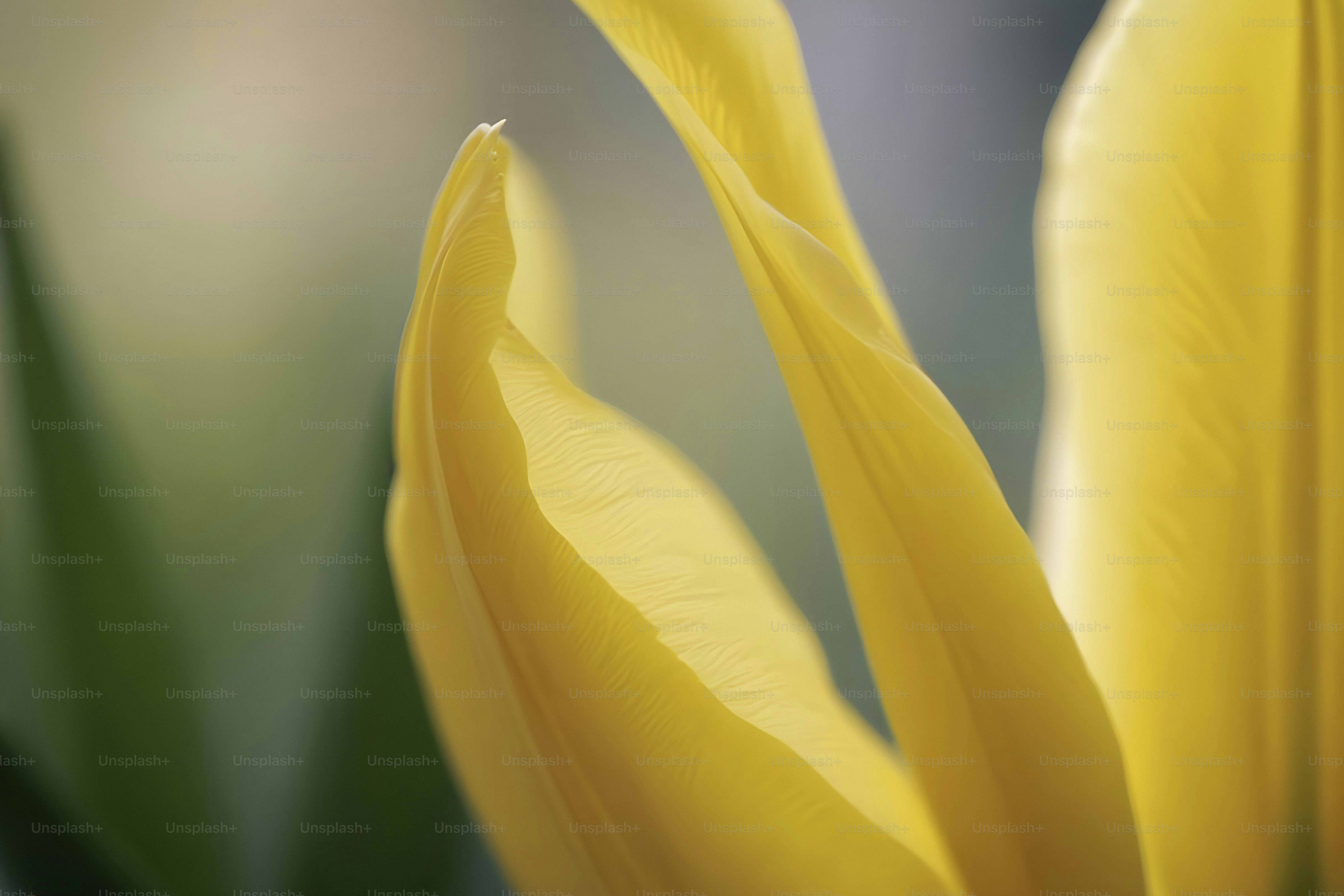 Foto Gambar buram dari bunga oranye dan kuning – Gambar Bunga di Unsplash