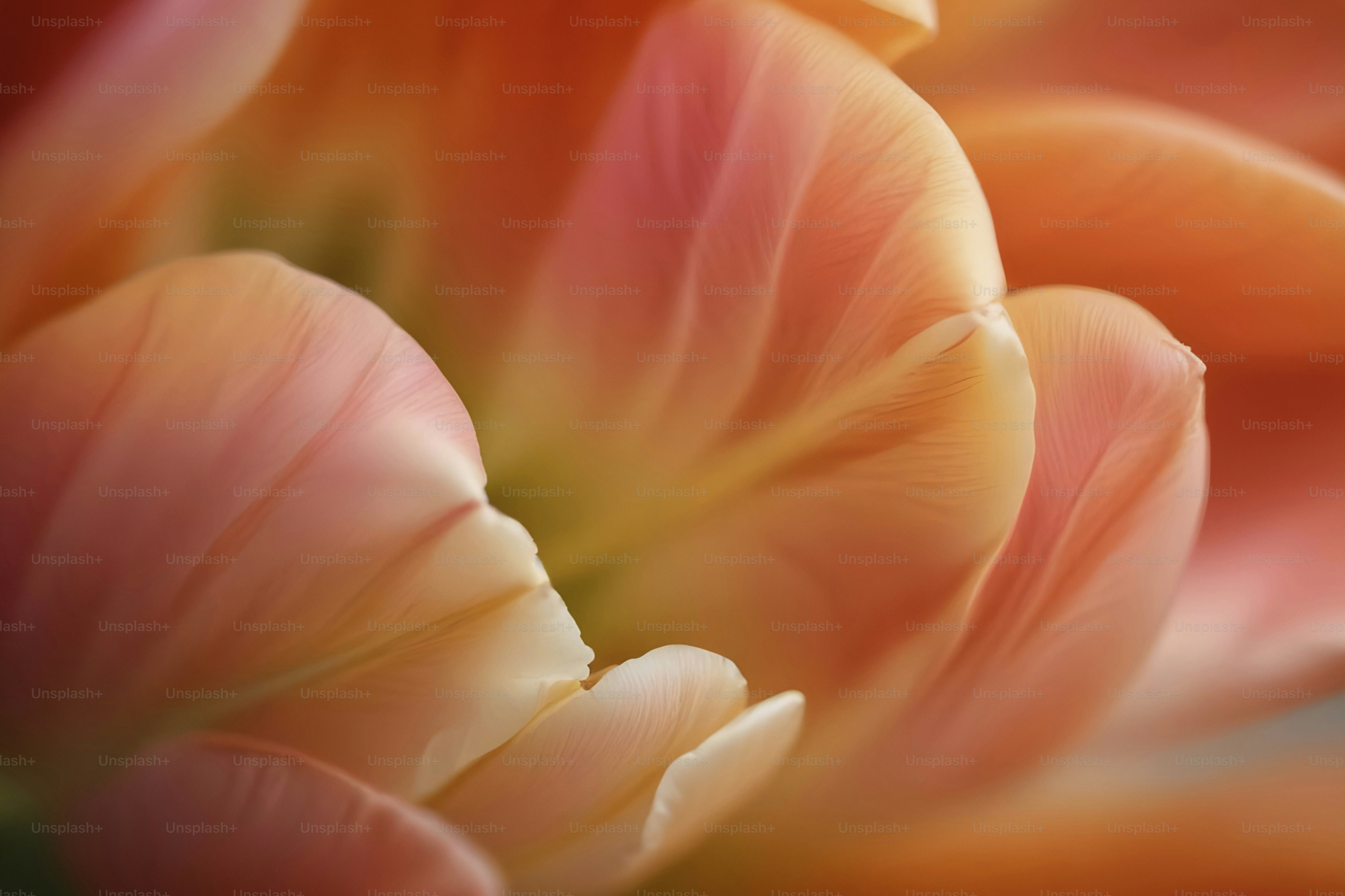 A close up of a bunch of flowers photo – Tulip Image on Unsplash