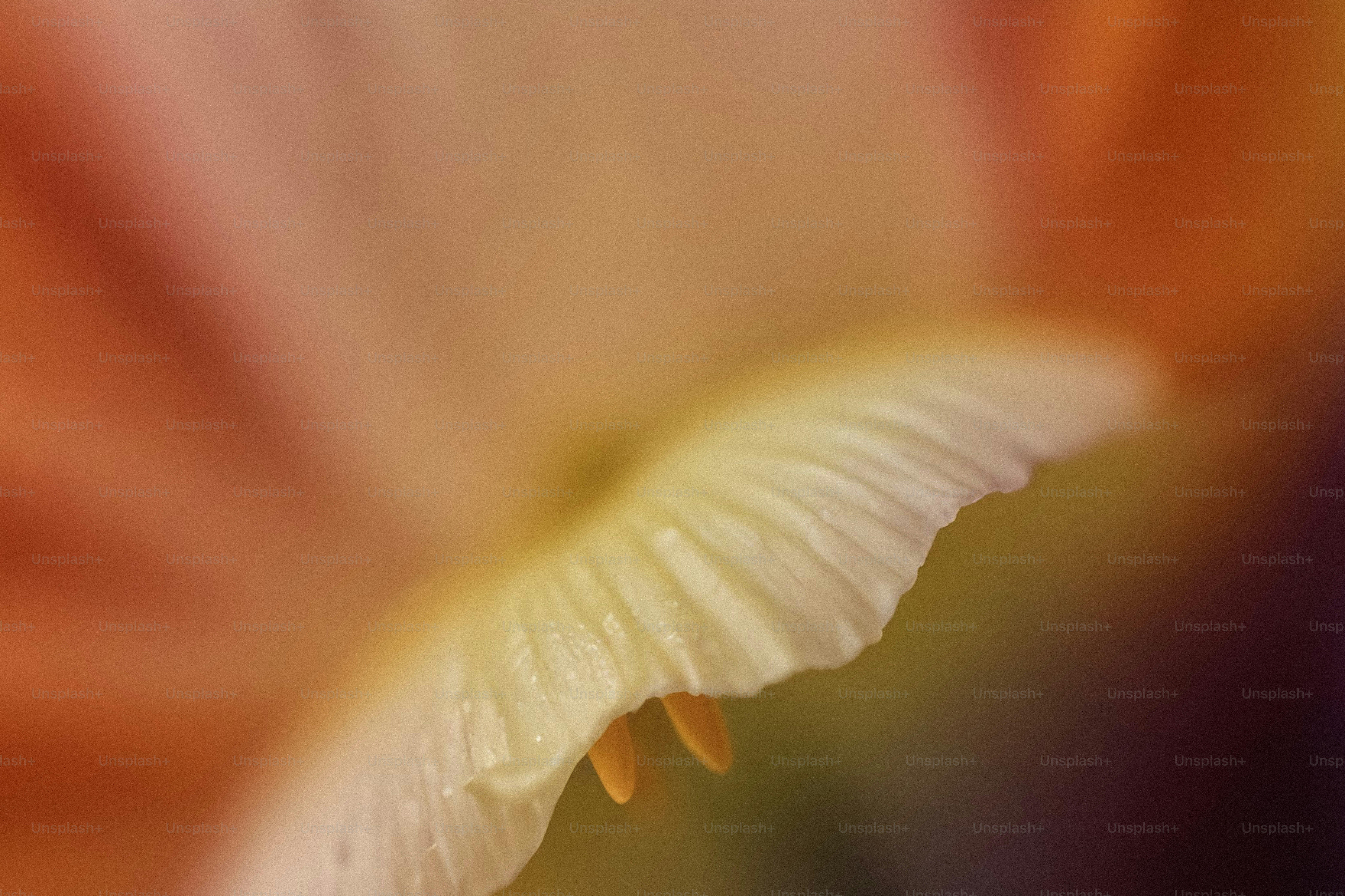 A close up of a green flower with a blurry background photo – Nature ...
