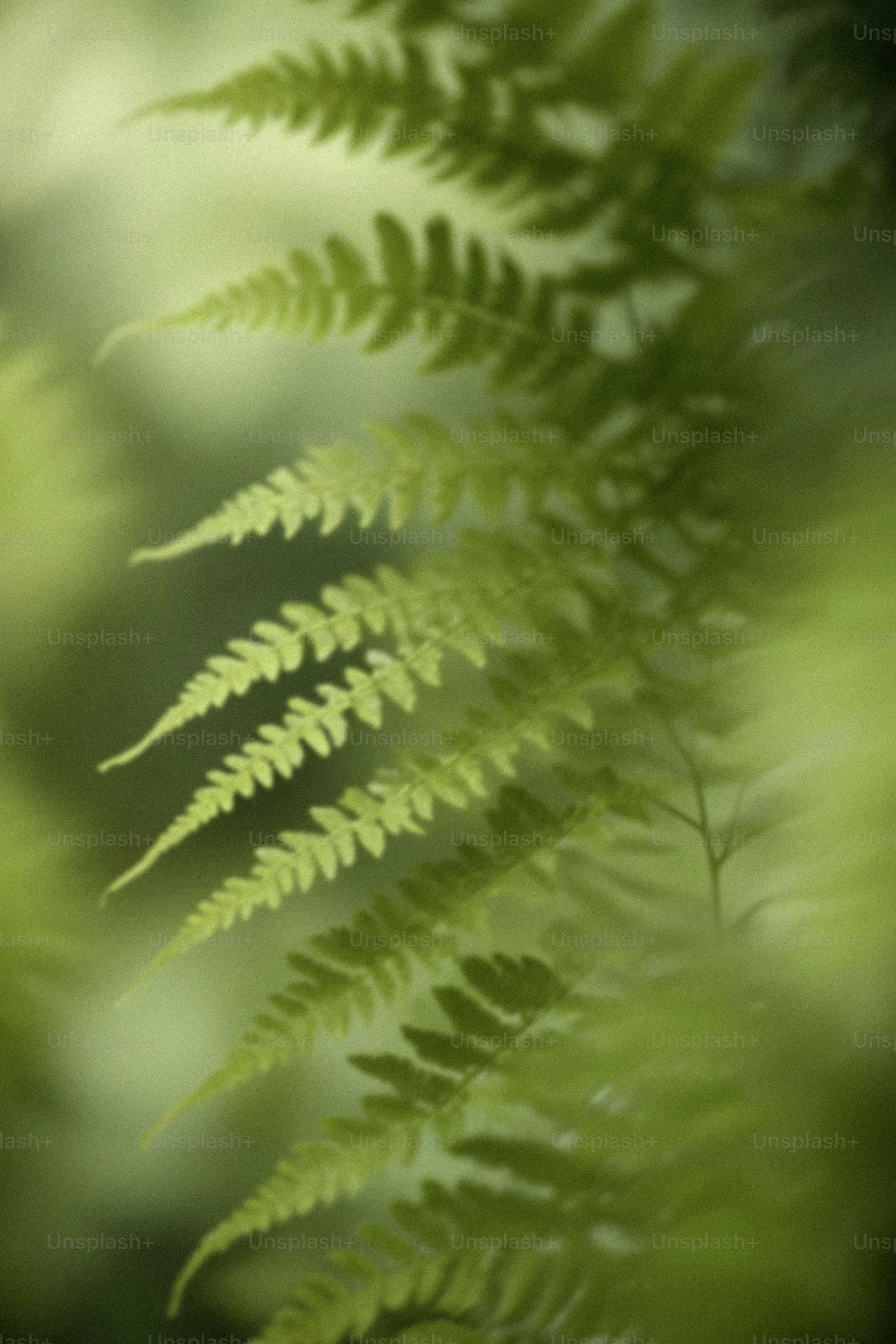 A drop of water on a green leaf photo – Close up Image on Unsplash