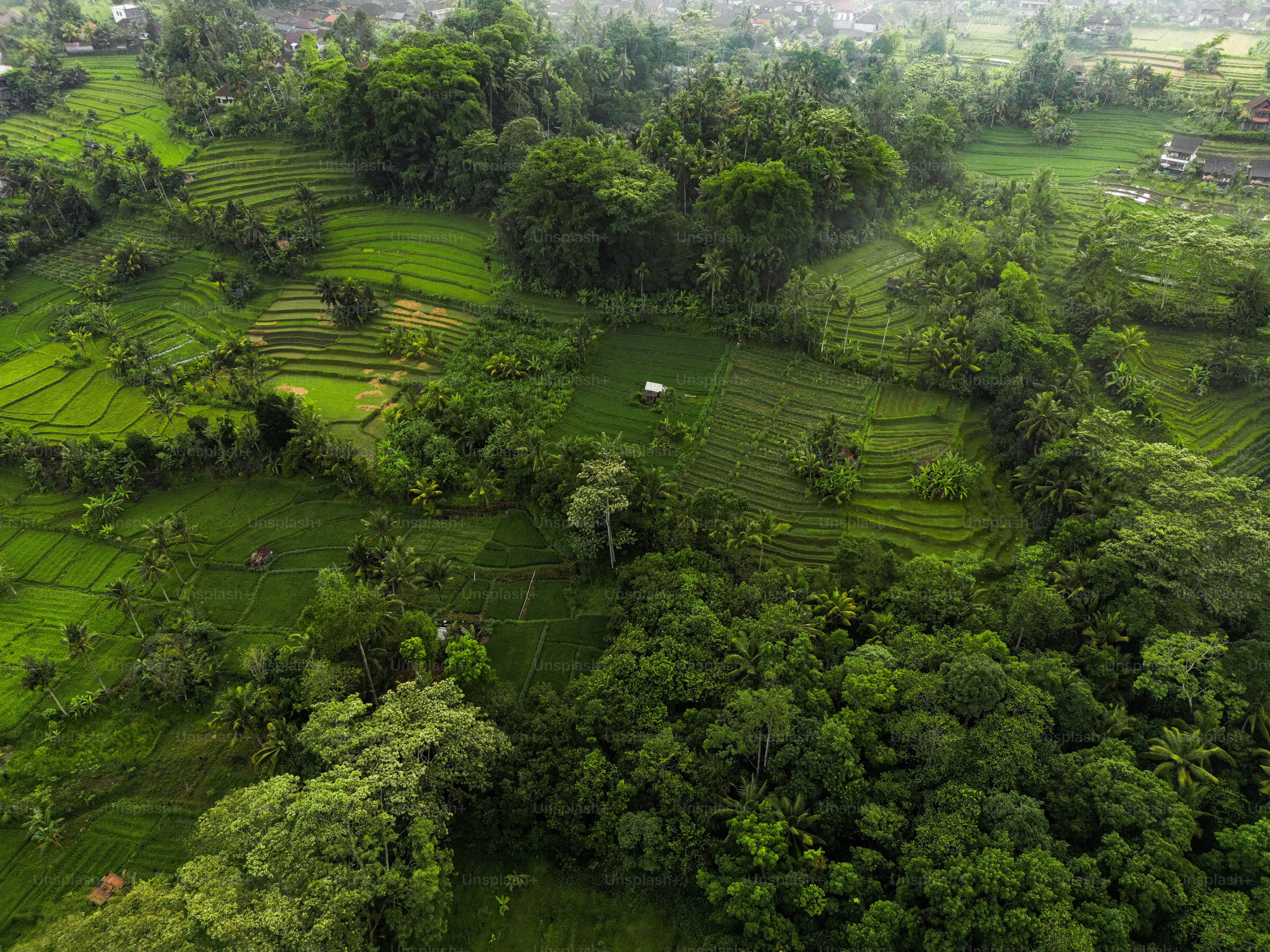 An aerial view of a lush green area photo – Karangasem Image on Unsplash