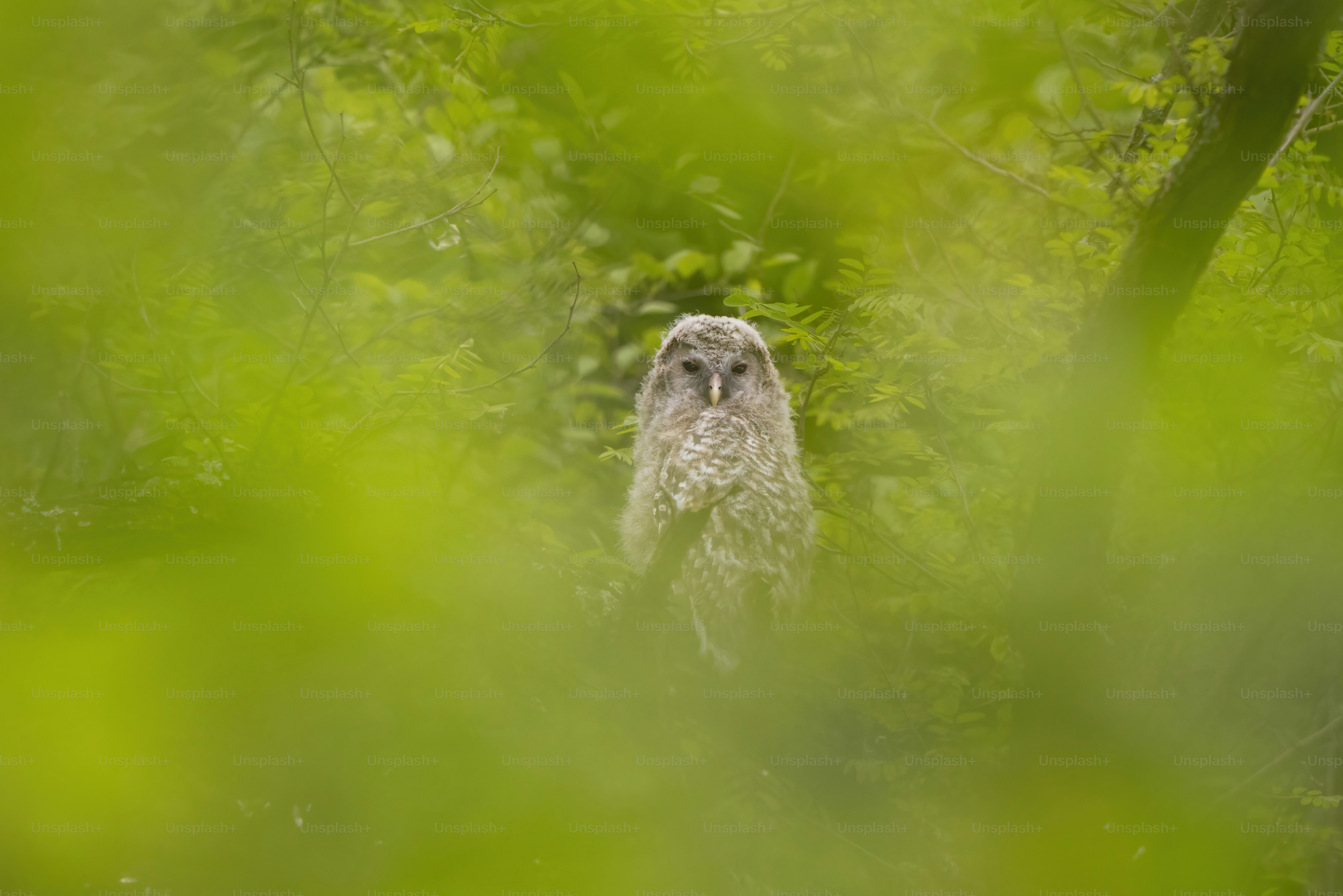Daniel Mirlea (@danielmirlea) | Unsplash Photo Community