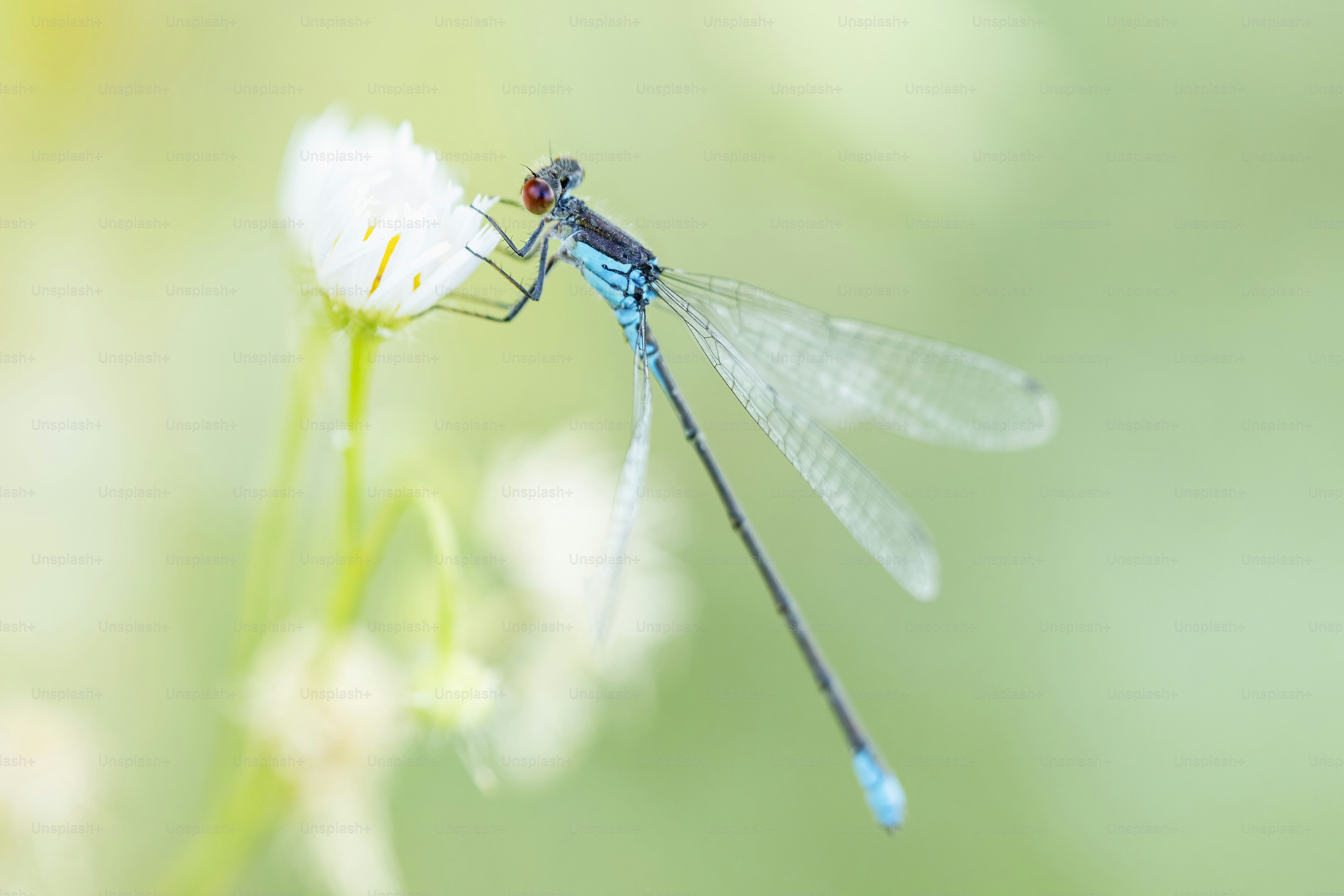 Daniel Mirlea (@danielmirlea) | Unsplash Photo Community
