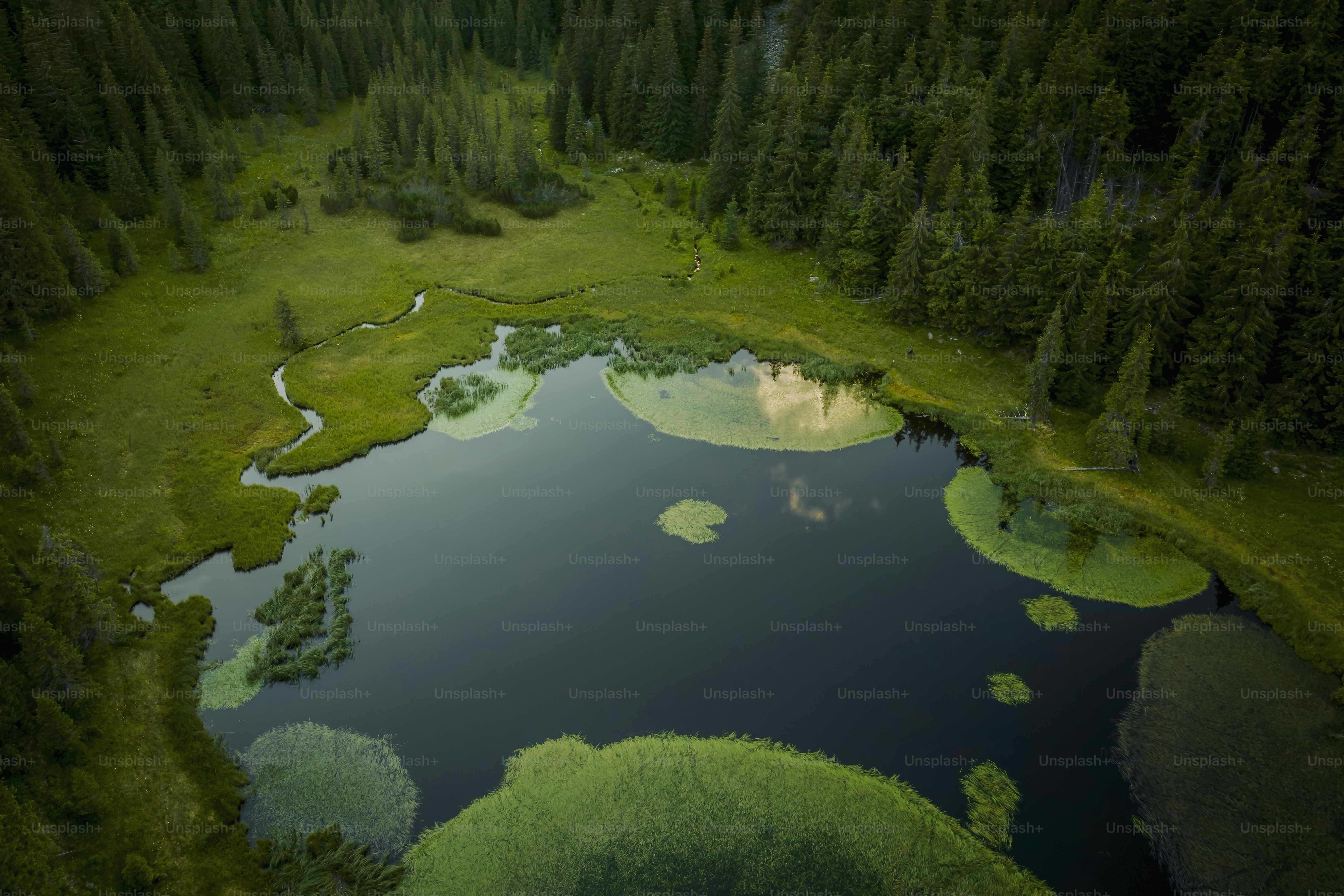 An aerial view of a pond surrounded by trees photo – Lake Image on Unsplash