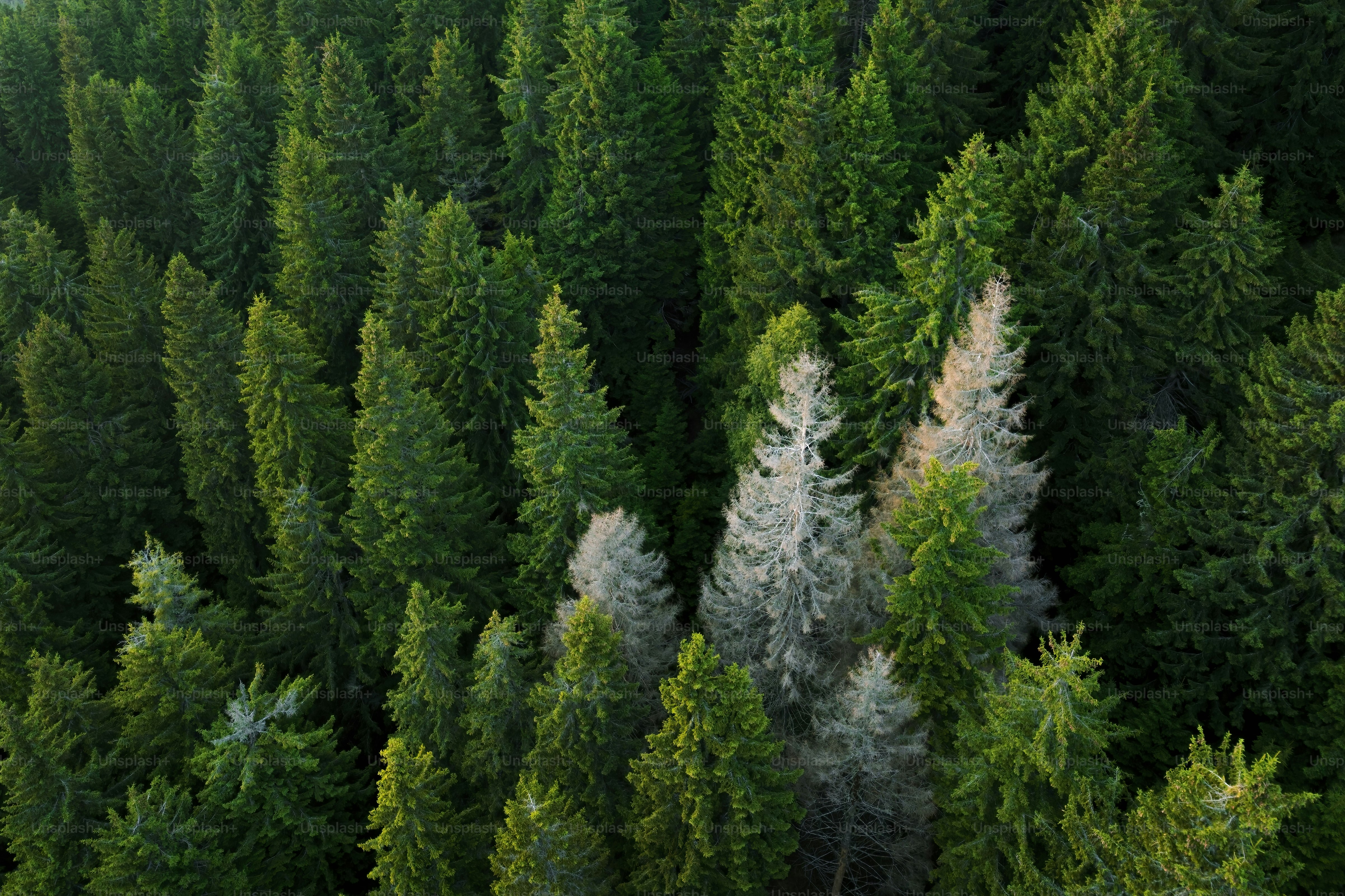 A large group of trees in a forest photo – Wilderness Image on Unsplash