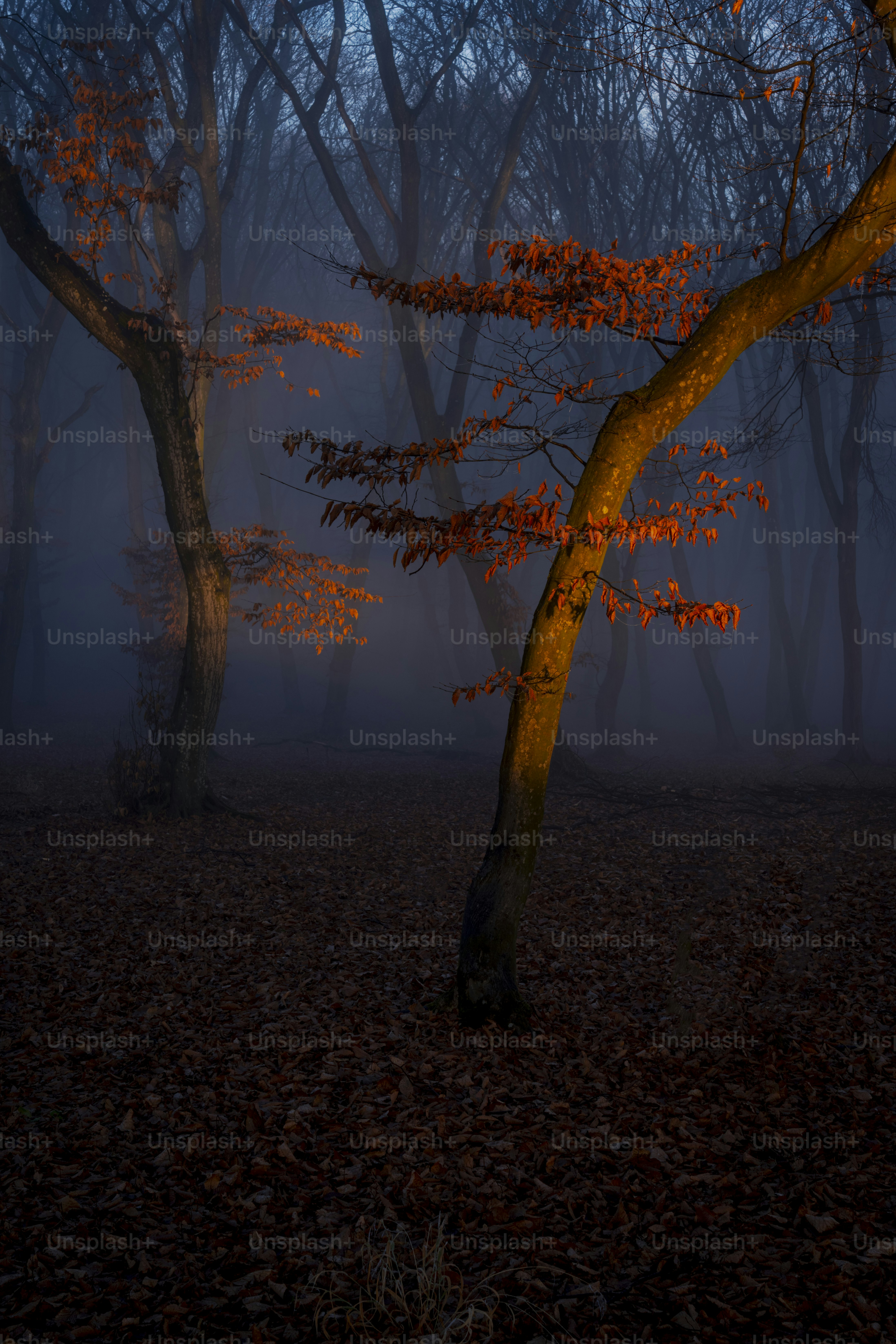 Daniel Mirlea (@danielmirlea) | Unsplash Photo Community