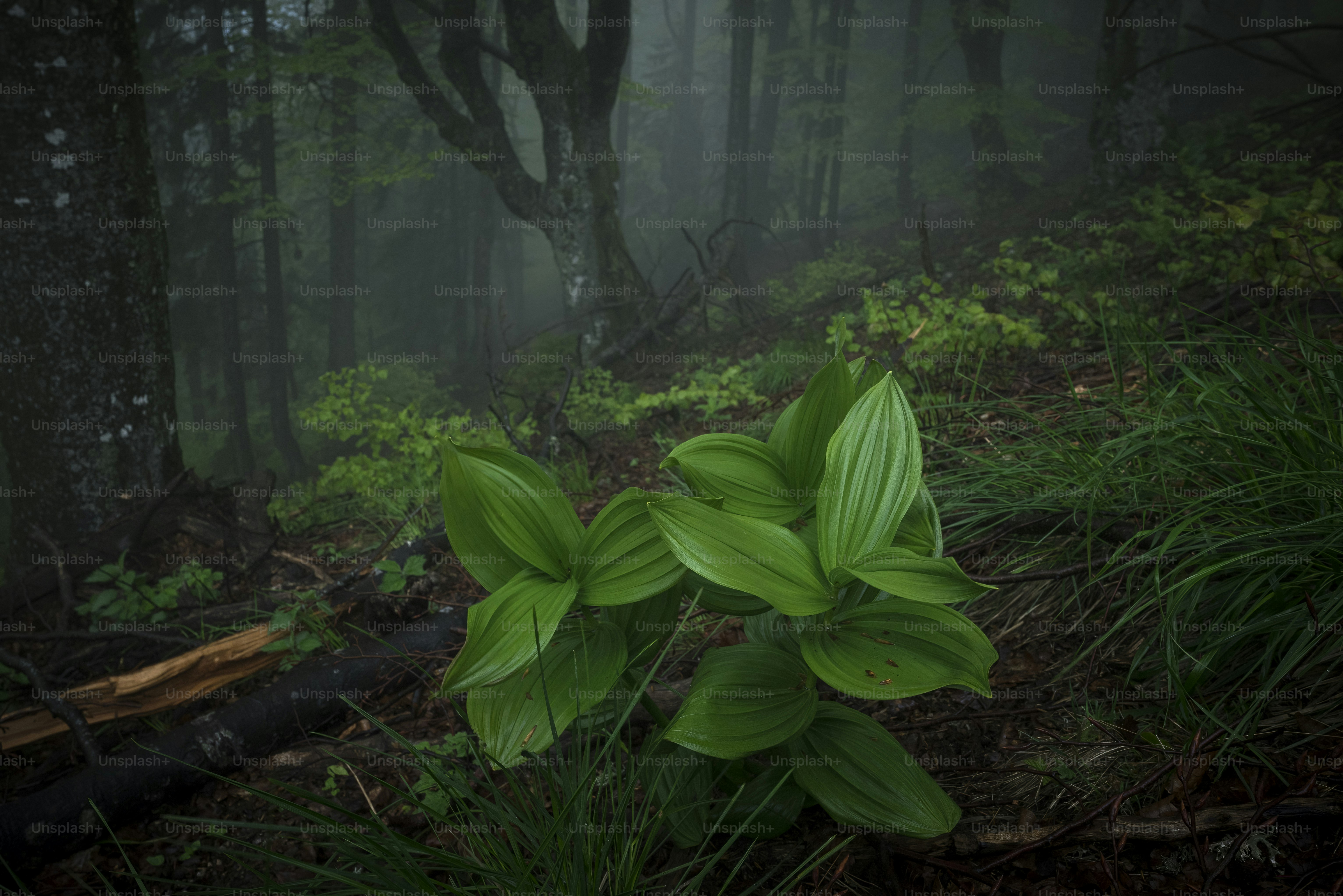 Daniel Mirlea (@danielmirlea) | Unsplash Photo Community
