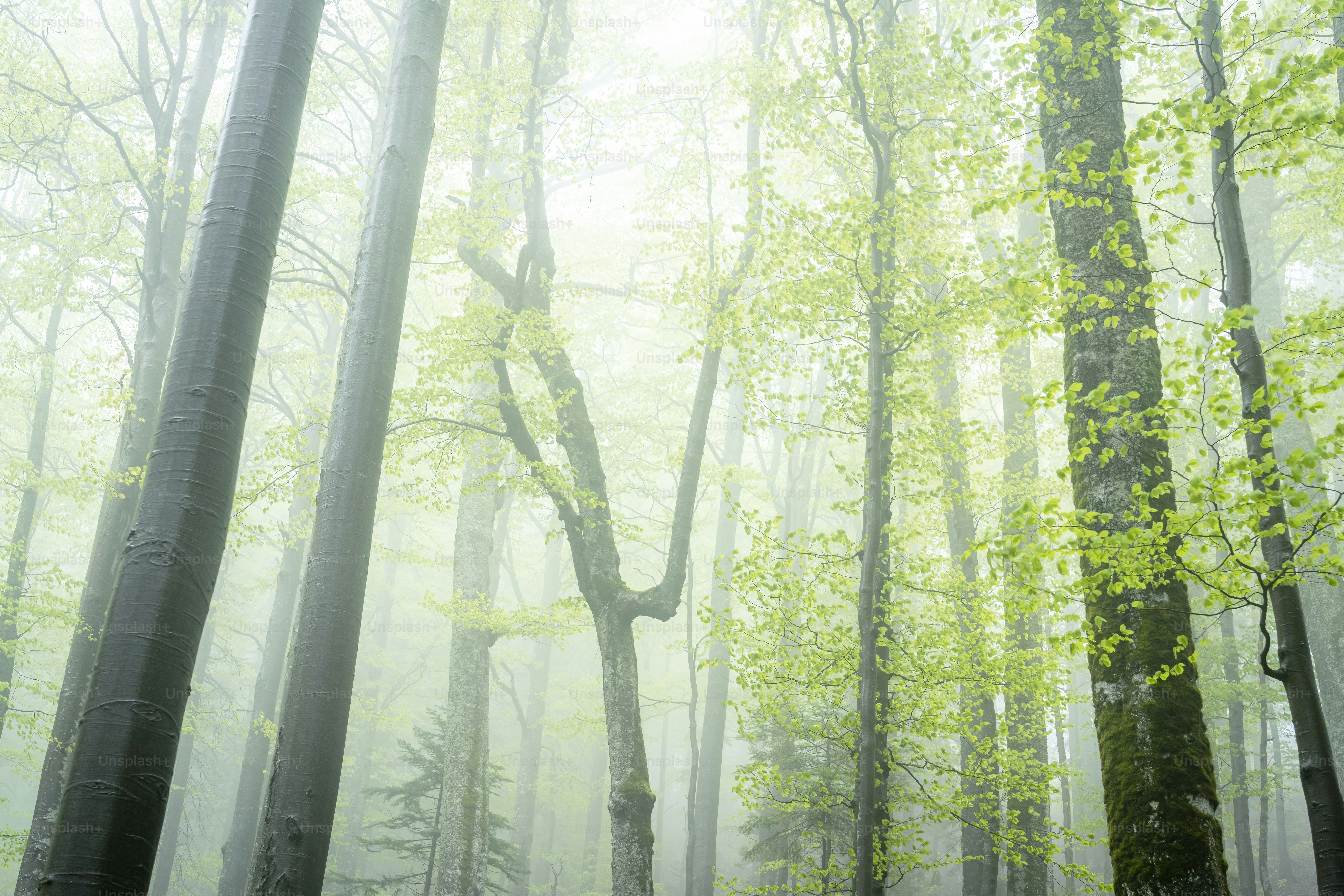 A forest filled with lots of green trees photo – Light Image on Unsplash