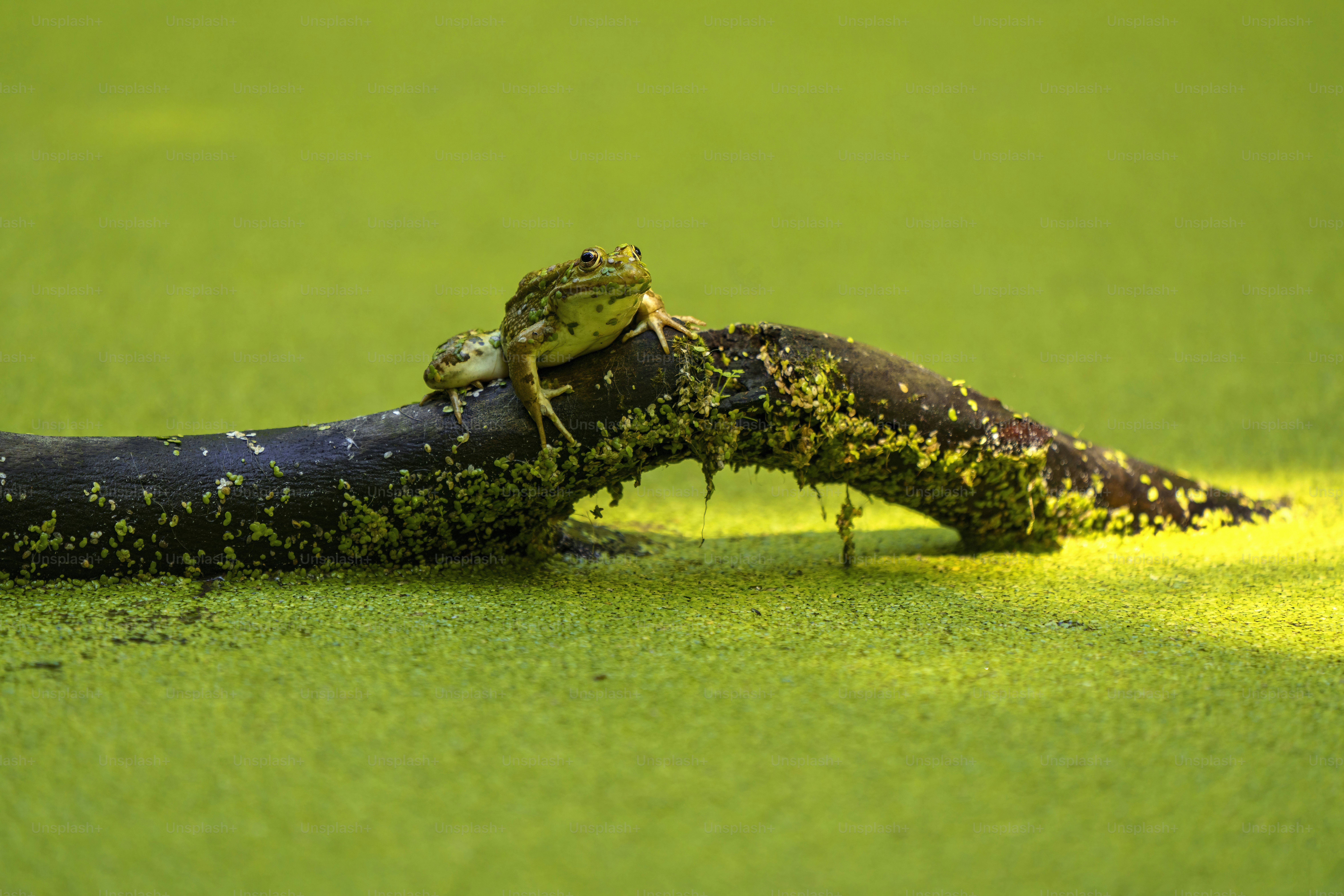 A large lizard laying on top of a green field photo – Nature Image on ...