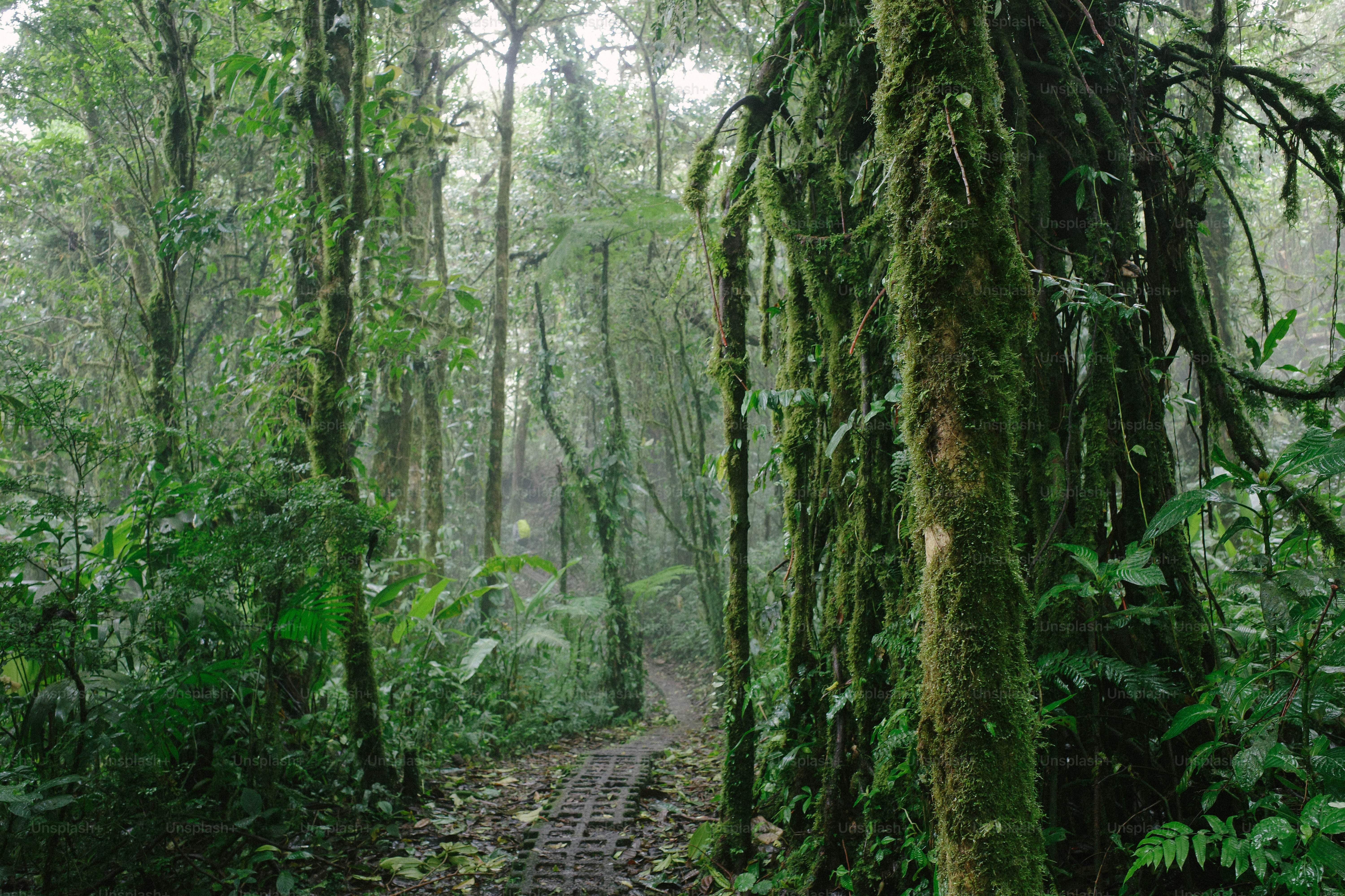 A large tree in the middle of a forest photo – Jungle Image on Unsplash