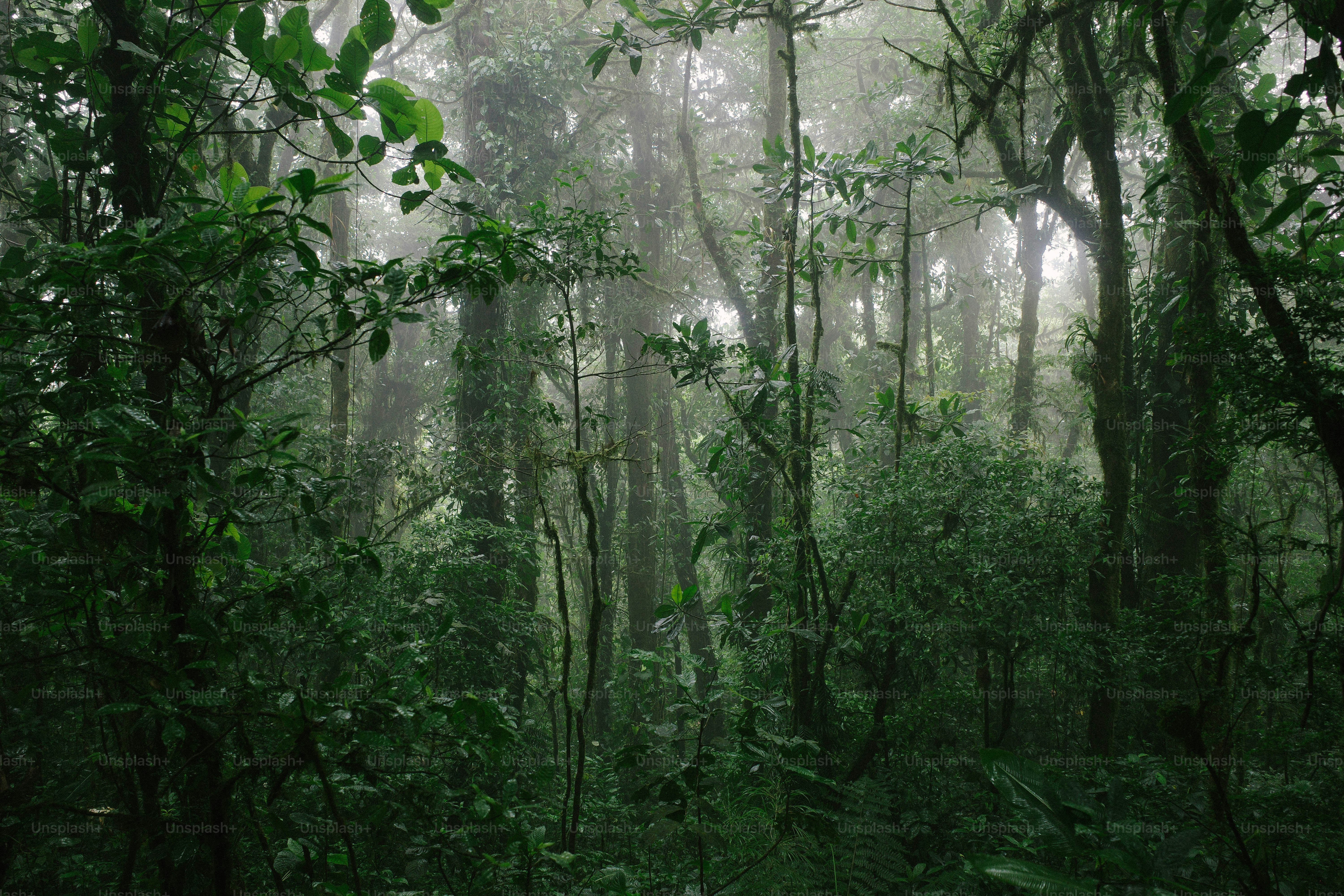 Foto Hutan hijau rimbun yang dipenuhi dengan banyak pepohonan – Gambar ...