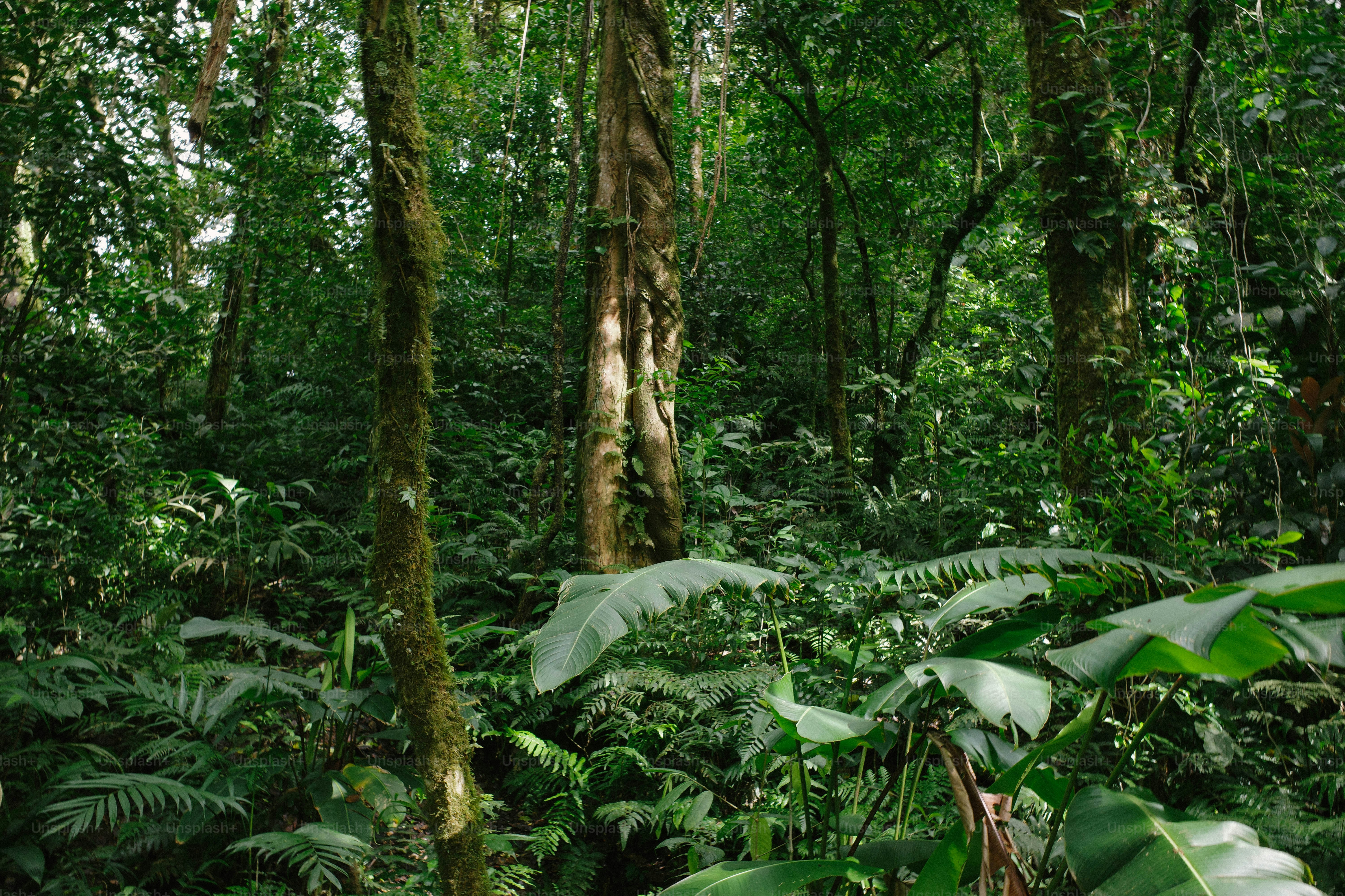 1000+ Vegetation Pictures | Download Free Images on Unsplash