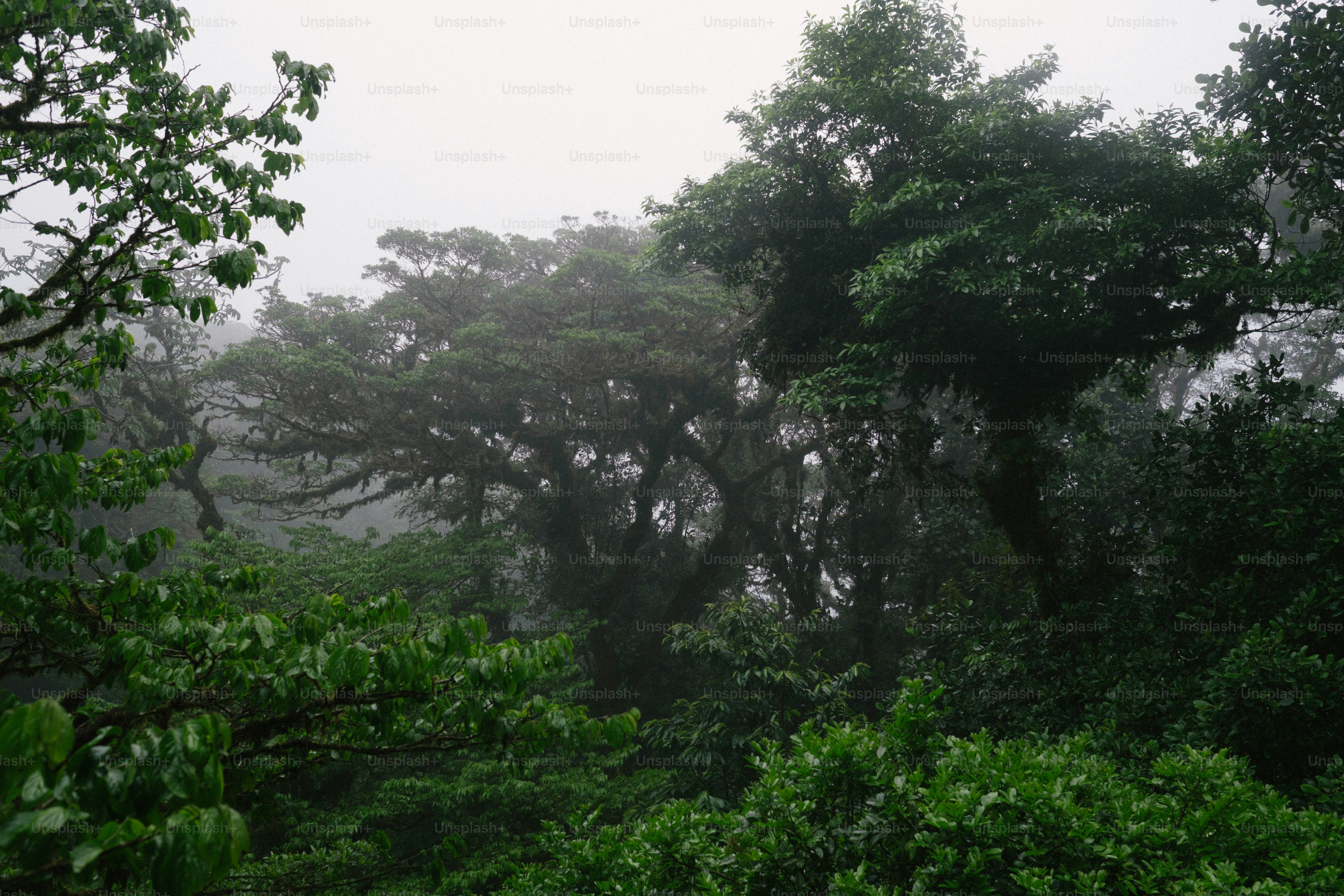 Foto Hutan hijau rimbun yang dipenuhi dengan banyak pepohonan – Gambar ...