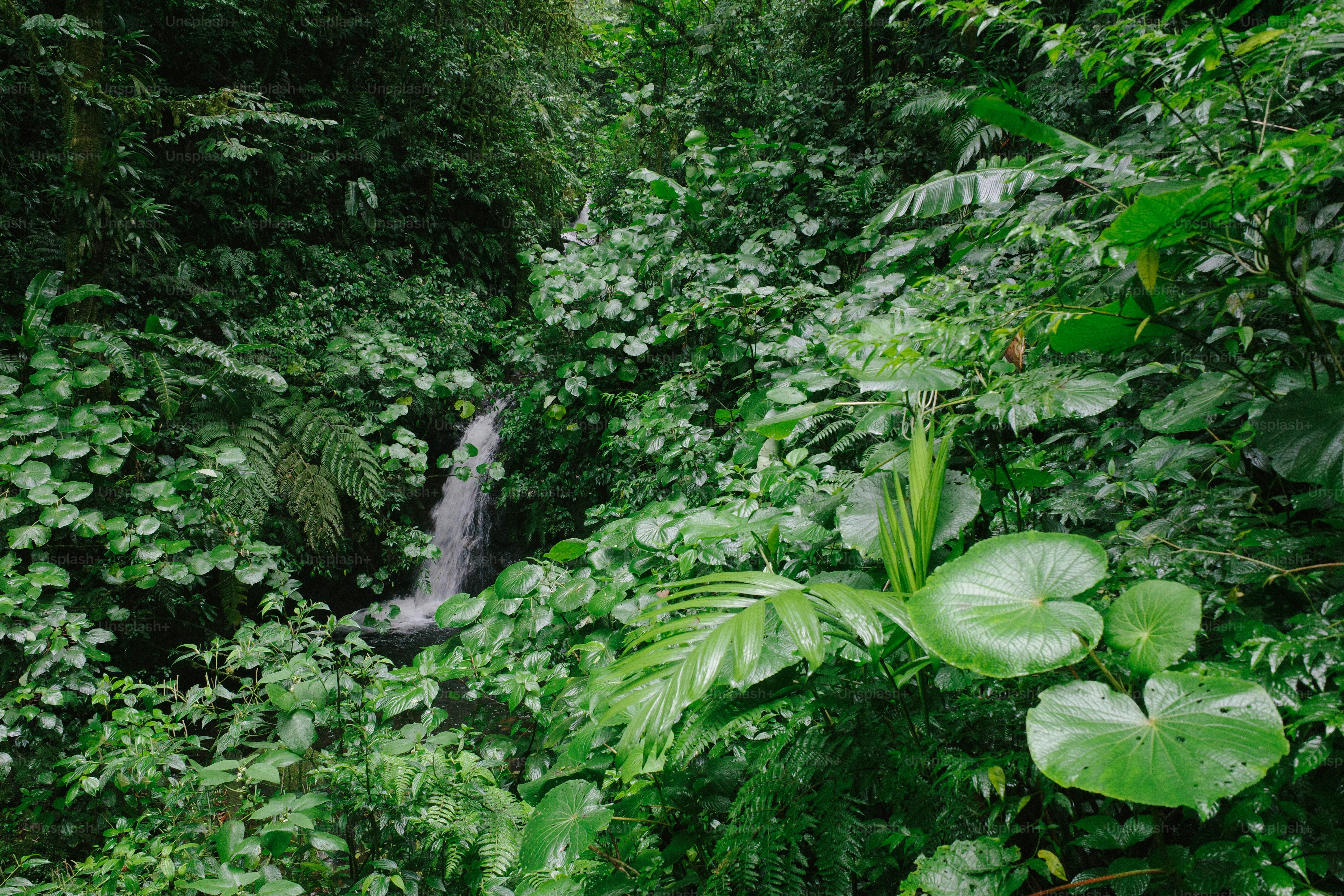 A lush green forest filled with lots of trees photo – Wallpaper Image ...