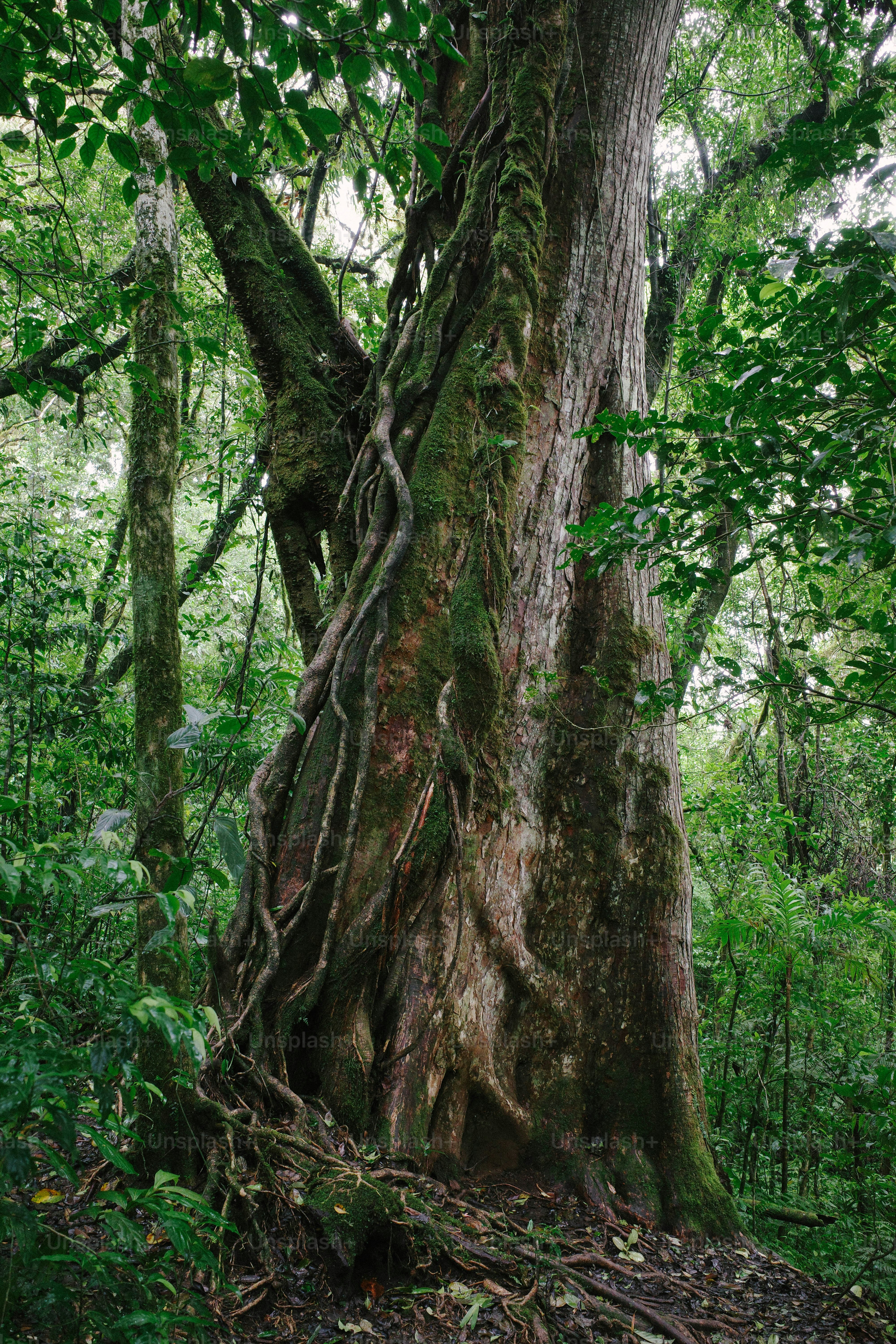 A large tree in the middle of a forest photo – Wallpaper Image on Unsplash