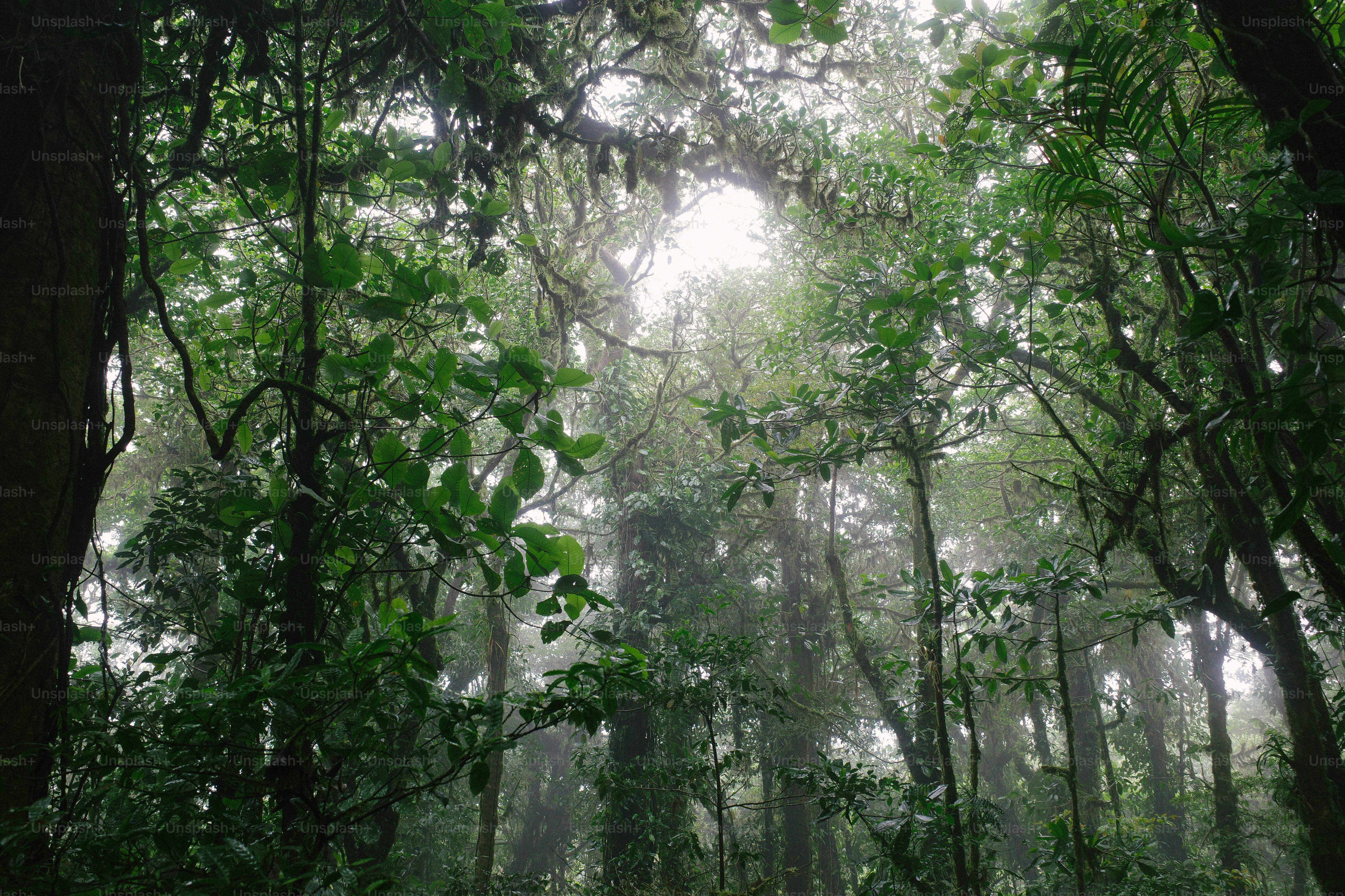 A lush green forest filled with lots of trees photo – Wallpaper Image ...