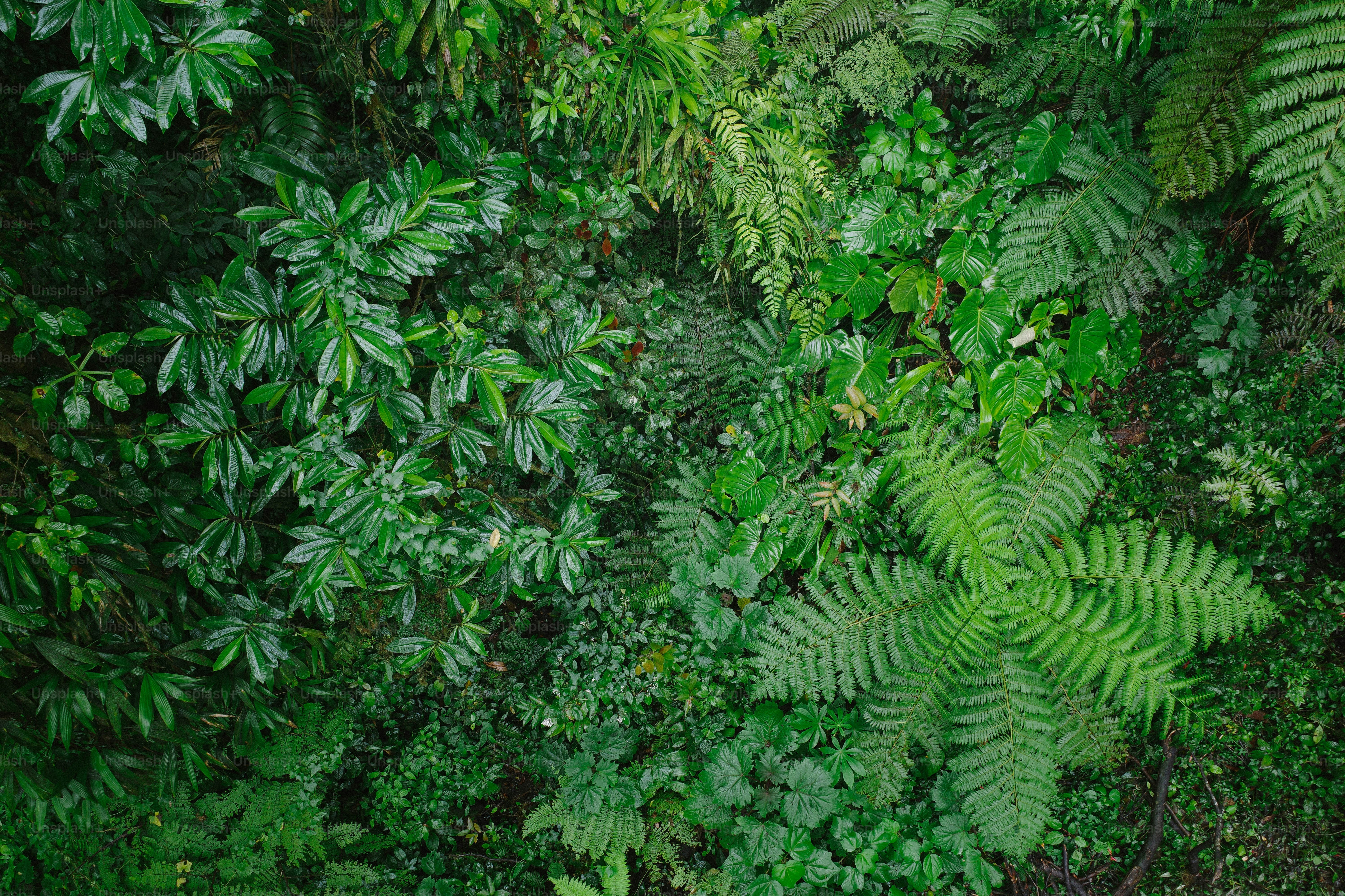 A lush green forest filled with lots of trees photo – Waterfall Image ...