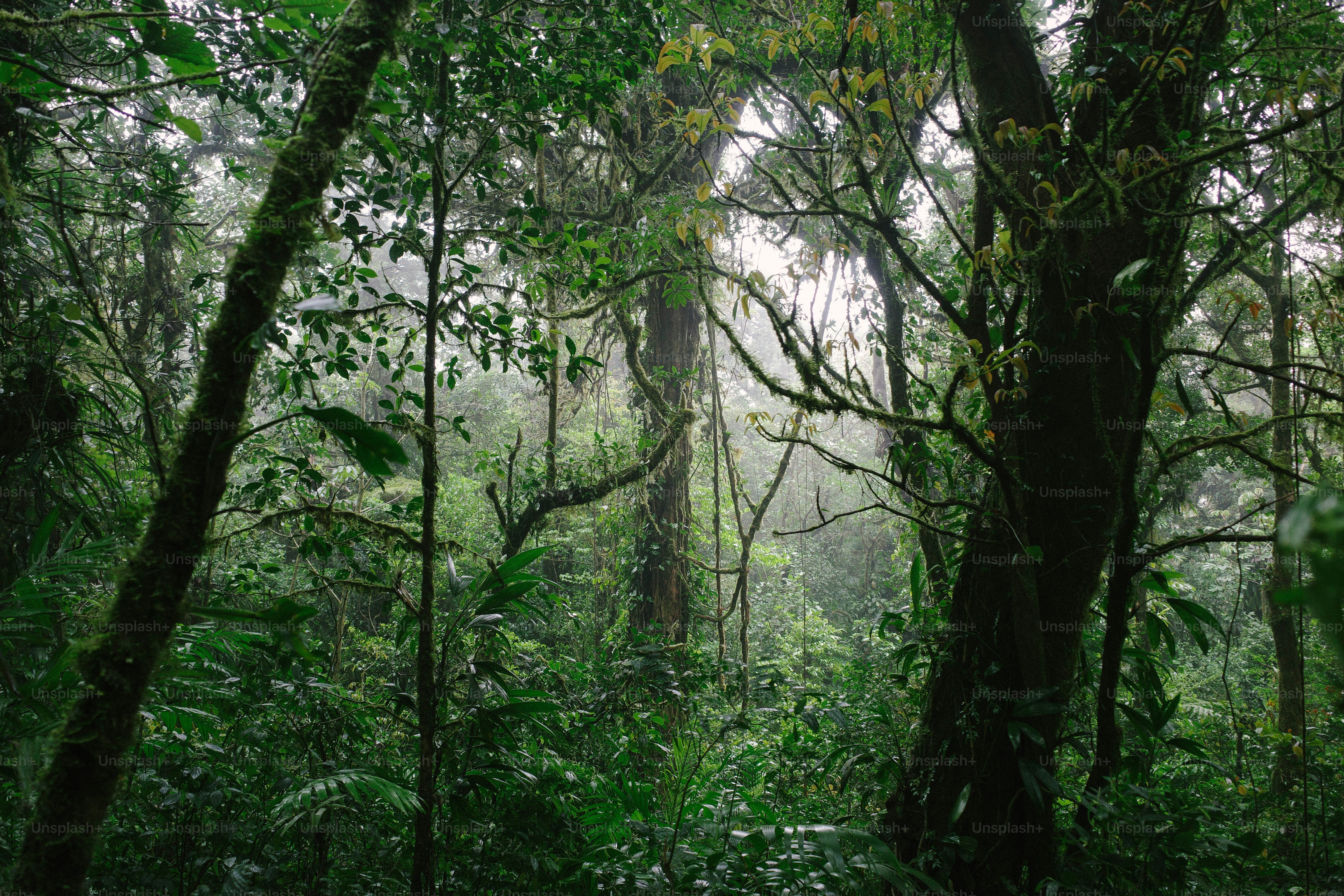 Un frondoso bosque verde lleno de muchos árboles foto – Imagen de Jungla en Unsplash