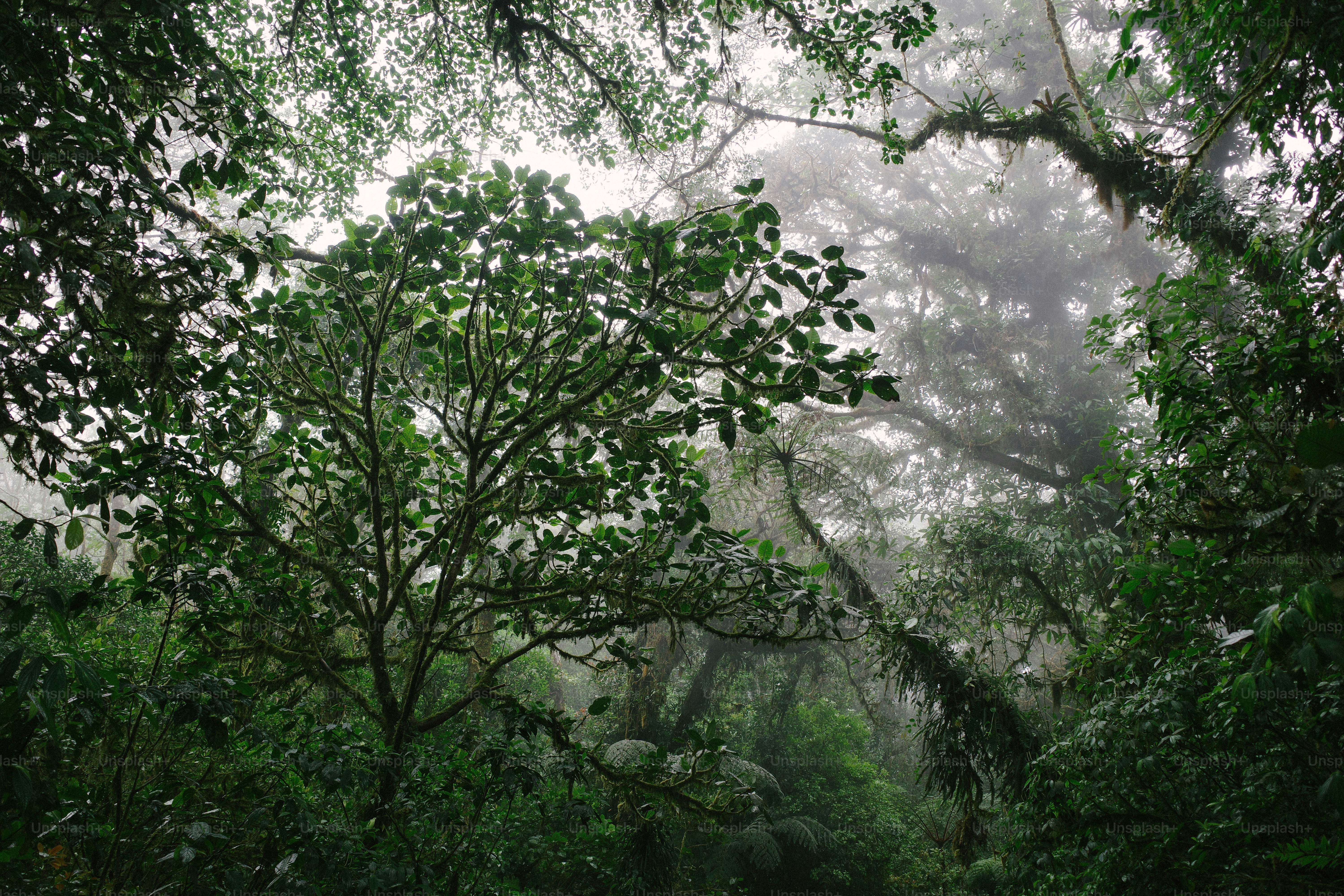 A lush green forest filled with lots of trees photo – Lush Image on ...