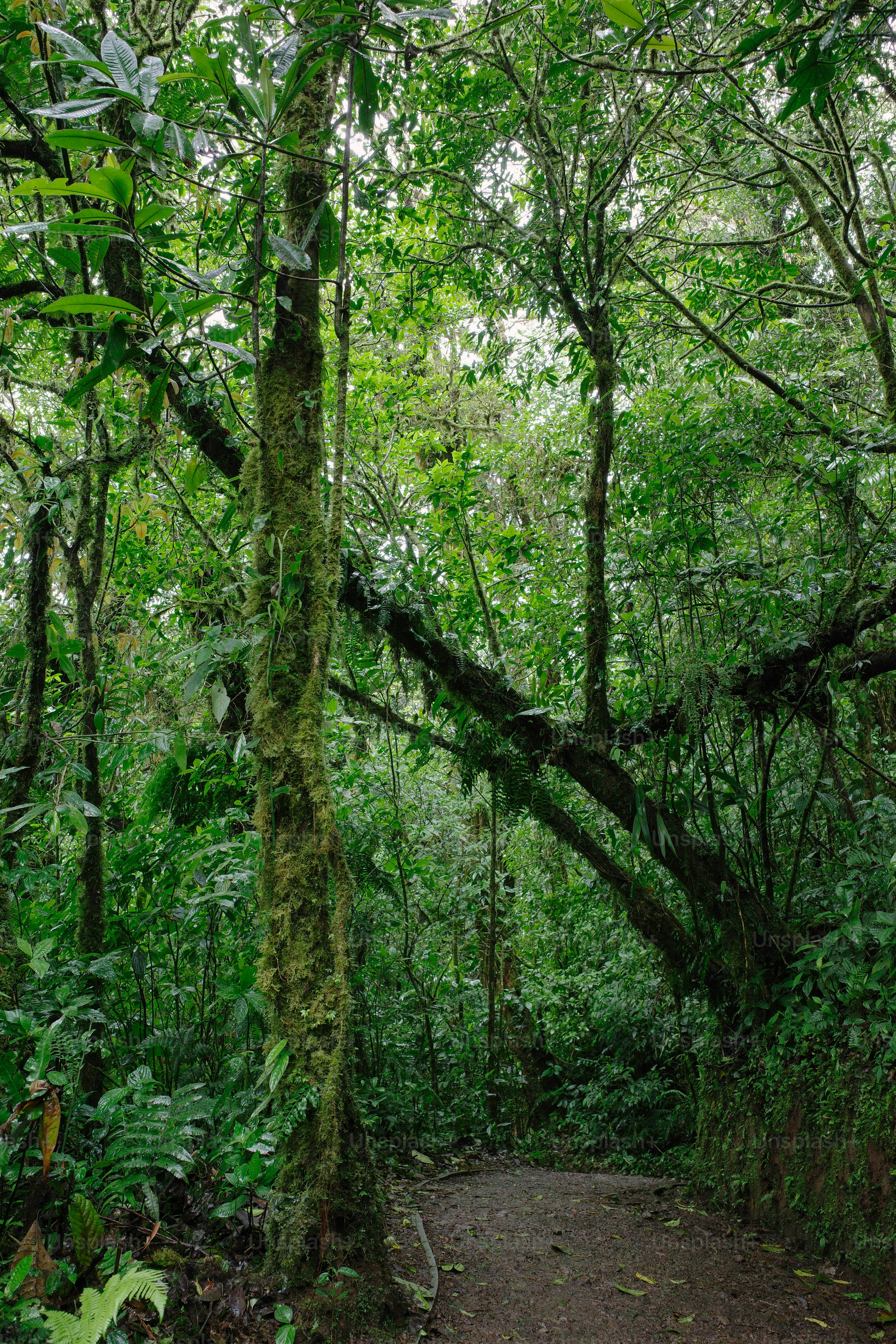 Foto Jalan setapak di tengah hutan hijau rimbun – Gambar Wallpaper di ...
