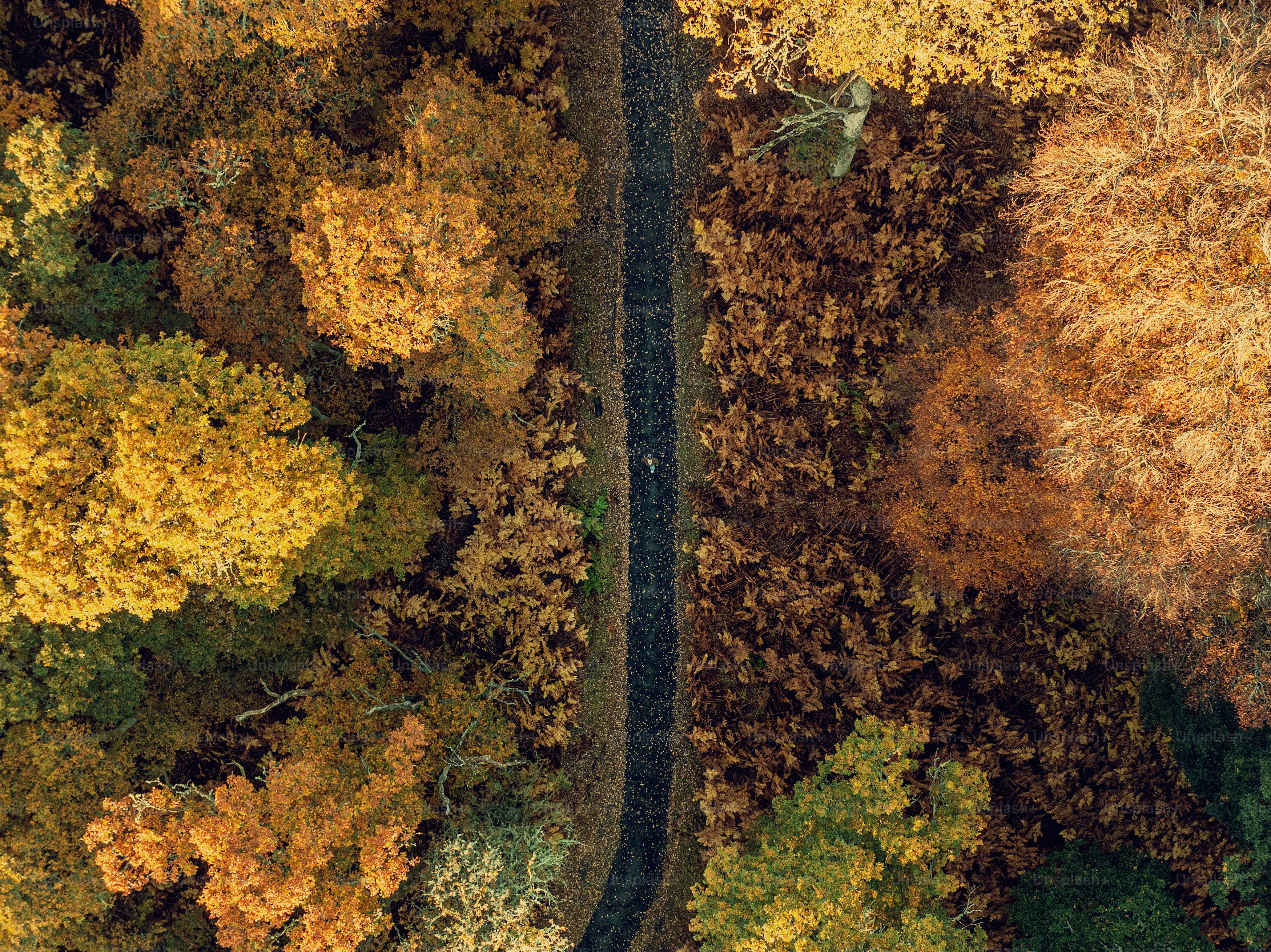 Una veduta aerea di una strada circondata da alberi foto – Immagine di ...