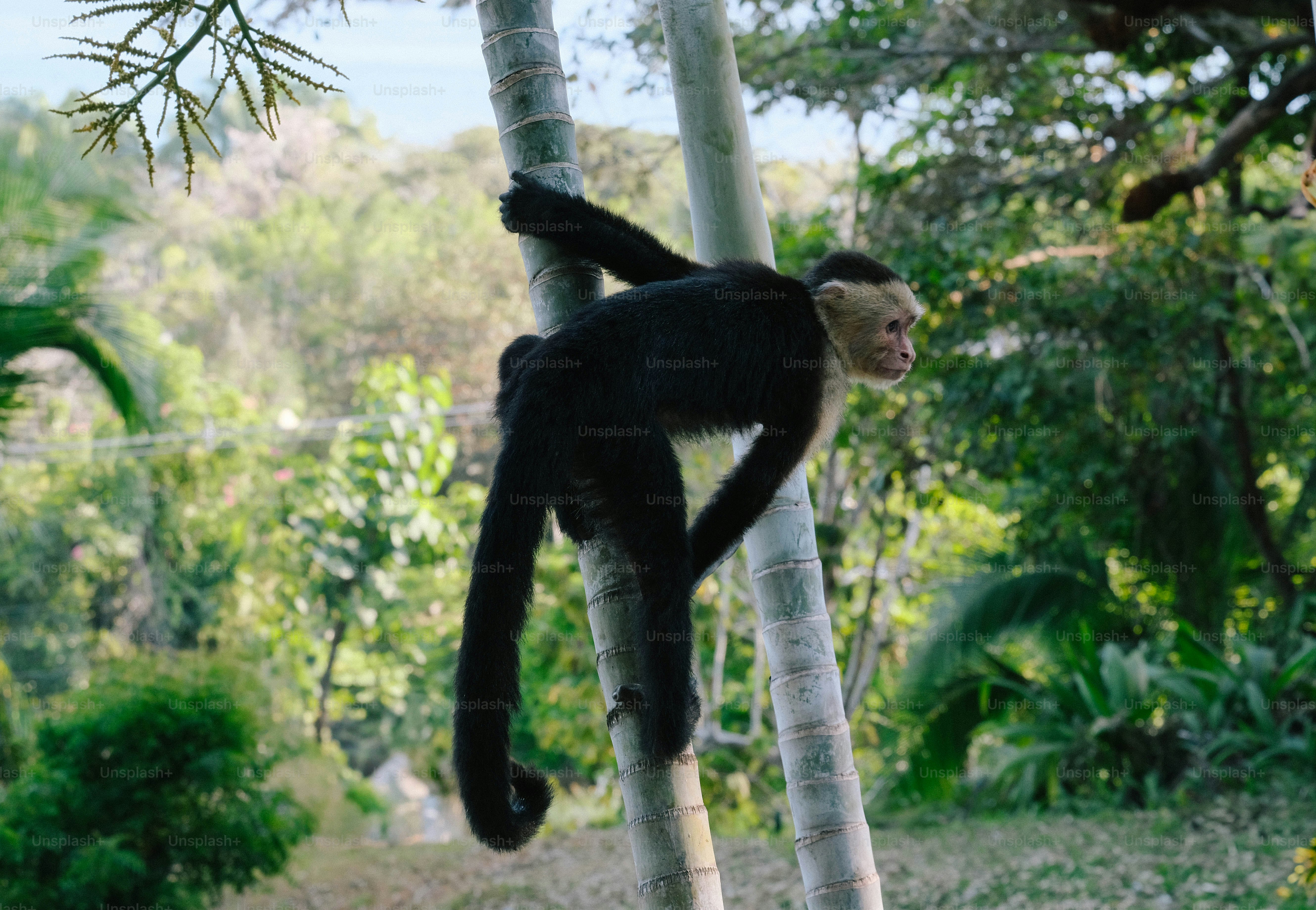 A monkey hanging upside down on a tree photo – Wildlife Image on Unsplash