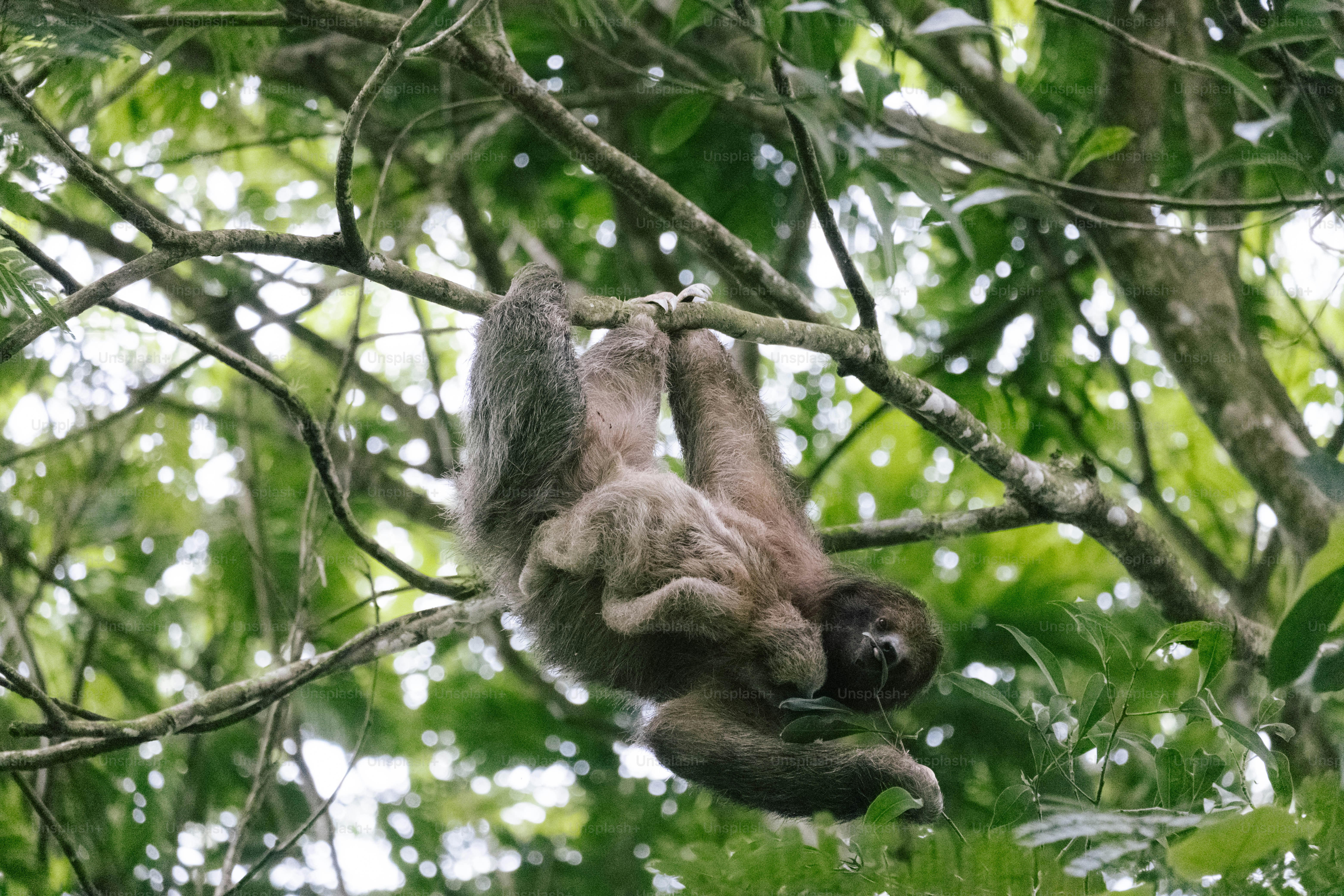 A sloth hanging upside down in a tree photo – Sloth Image on Unsplash