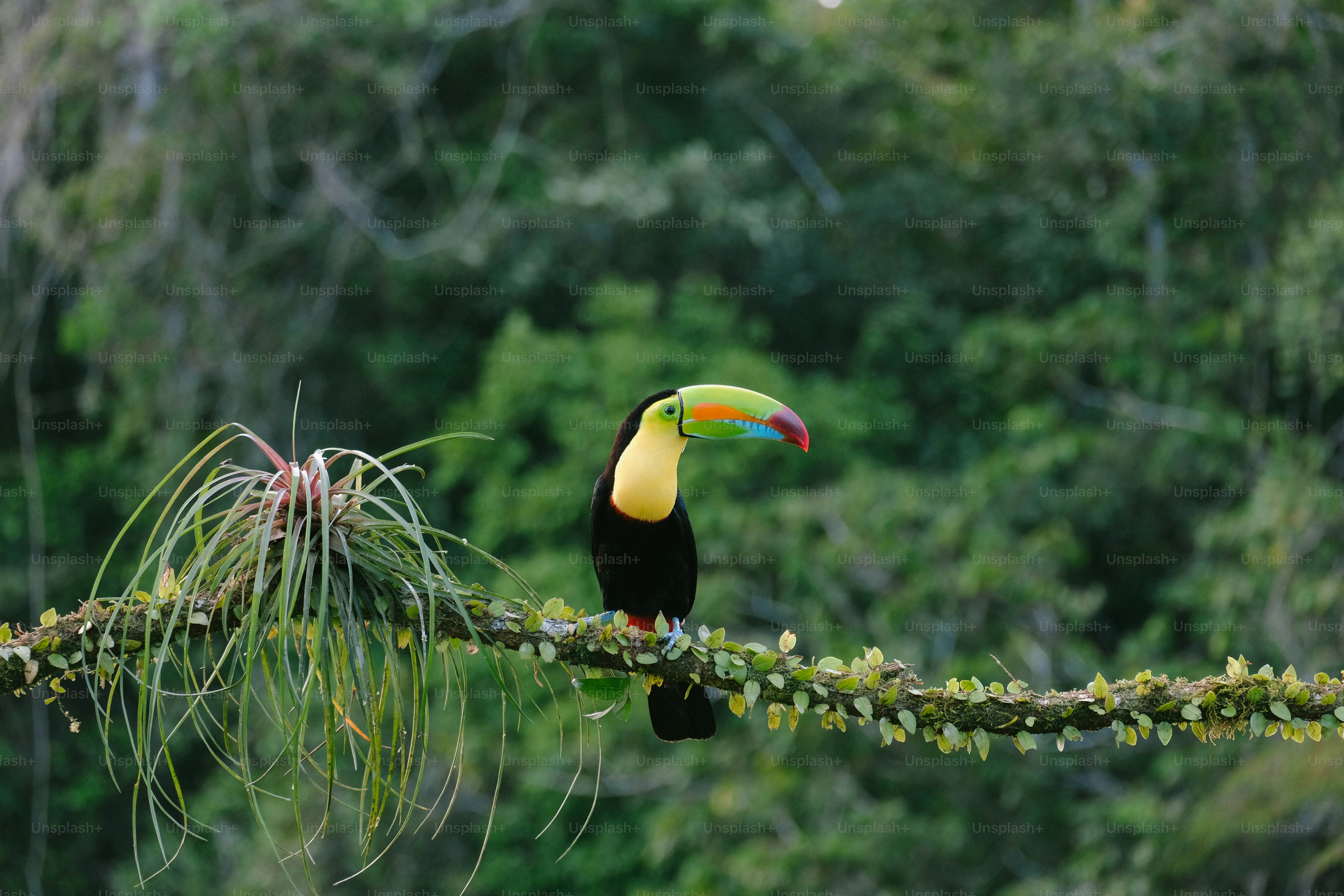 A toucan sitting on a branch in a forest photo – Toucan Image on Unsplash