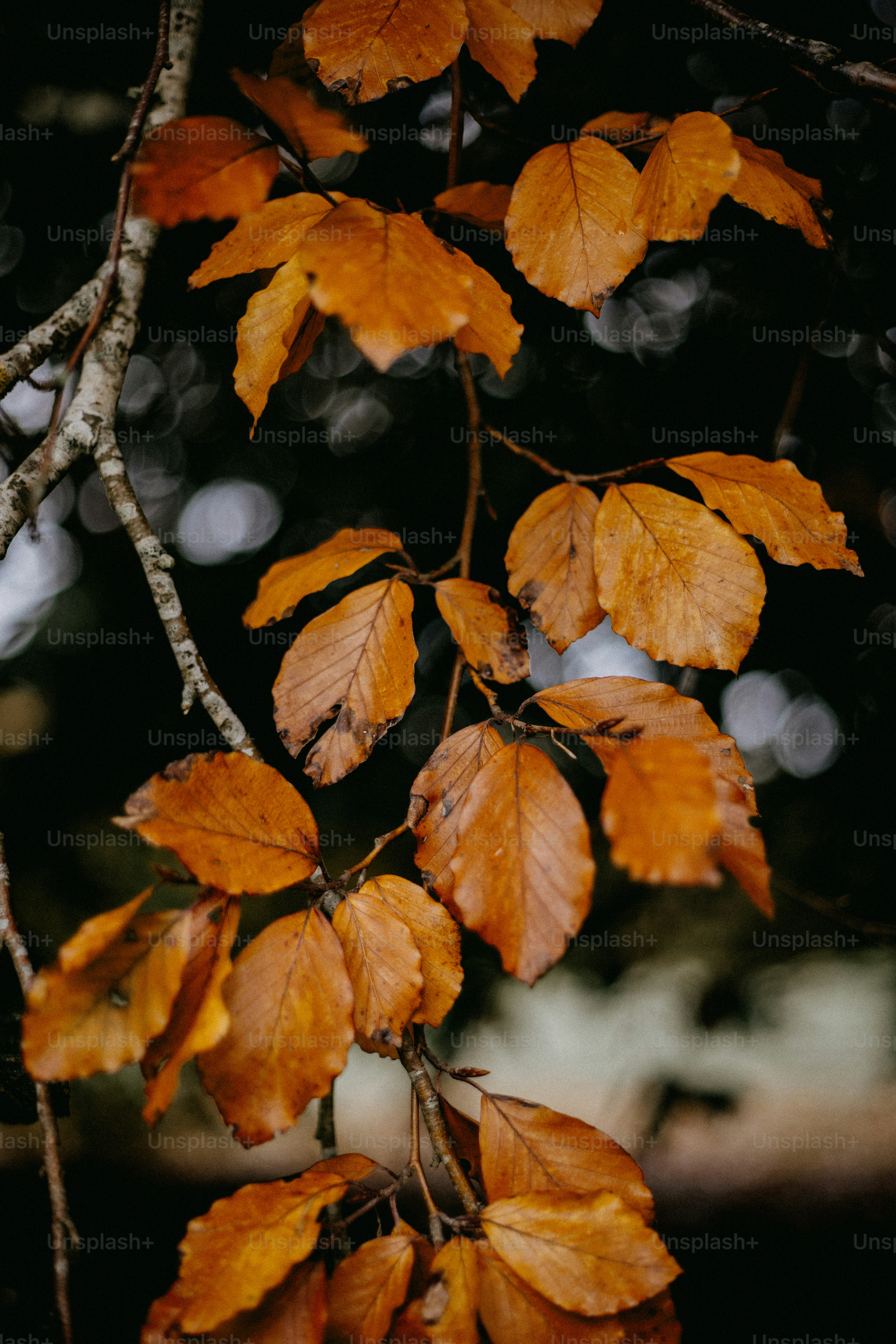 A close up of a tree branch with leaves photo – Nature Image on Unsplash