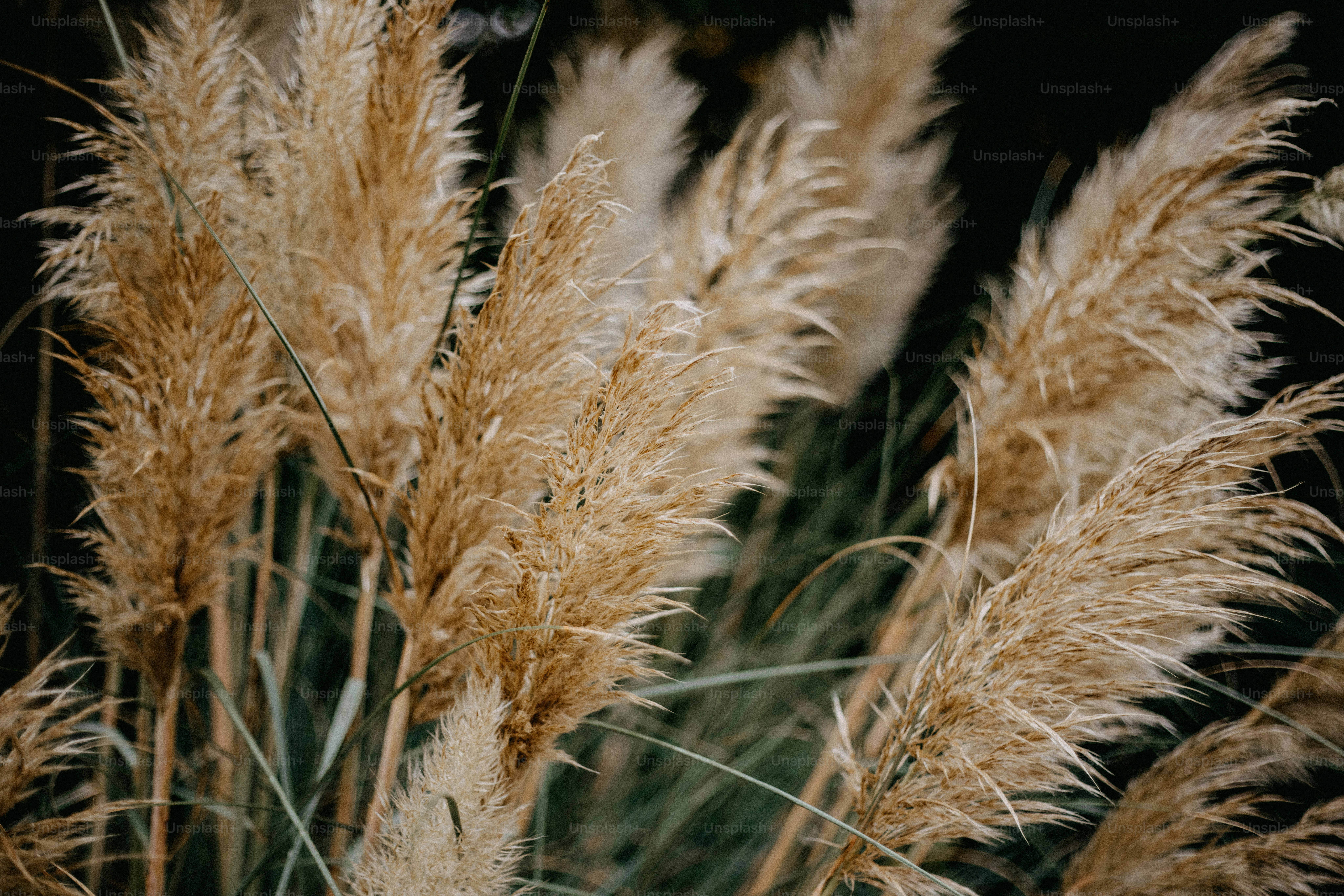 Un primer plano de un manojo de hierba seca foto – Imagen de Cortadera ...