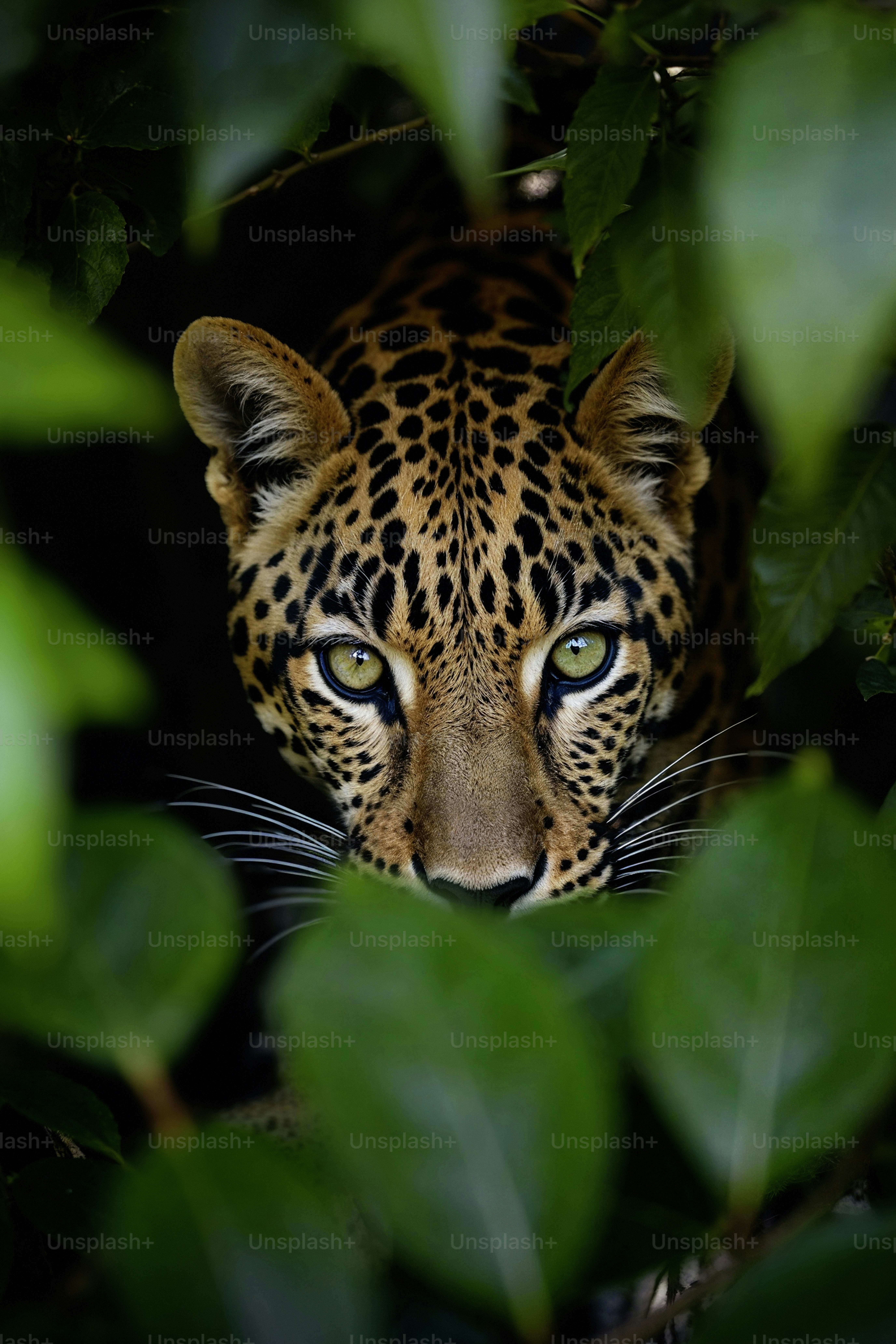 A close up of a leopard's face through some leaves photo – Cat Image on ...