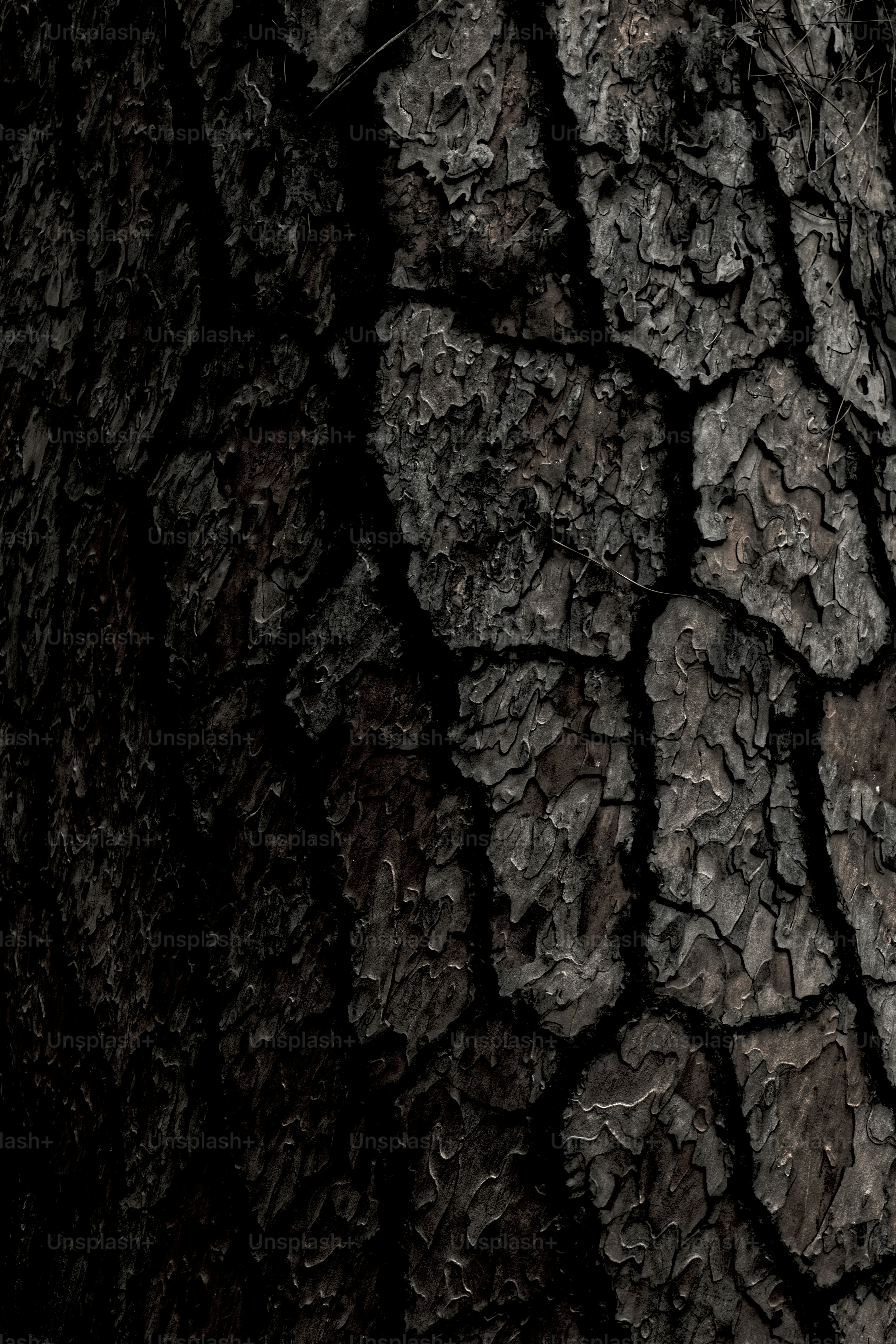 A close up of the bark of a tree photo – Dark aesthetic Image on Unsplash