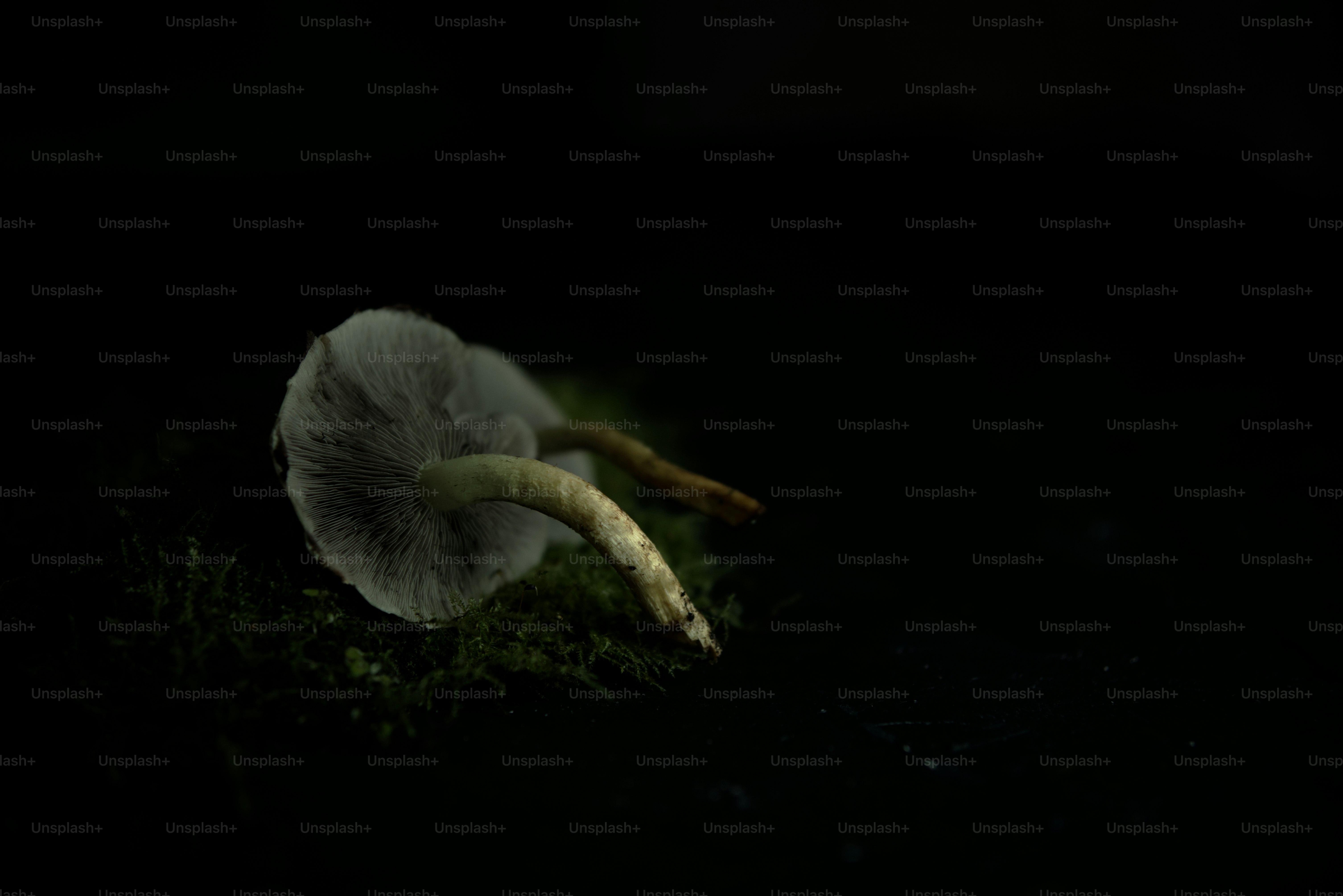 A small white animal laying on top of a lush green field photo – Black ...