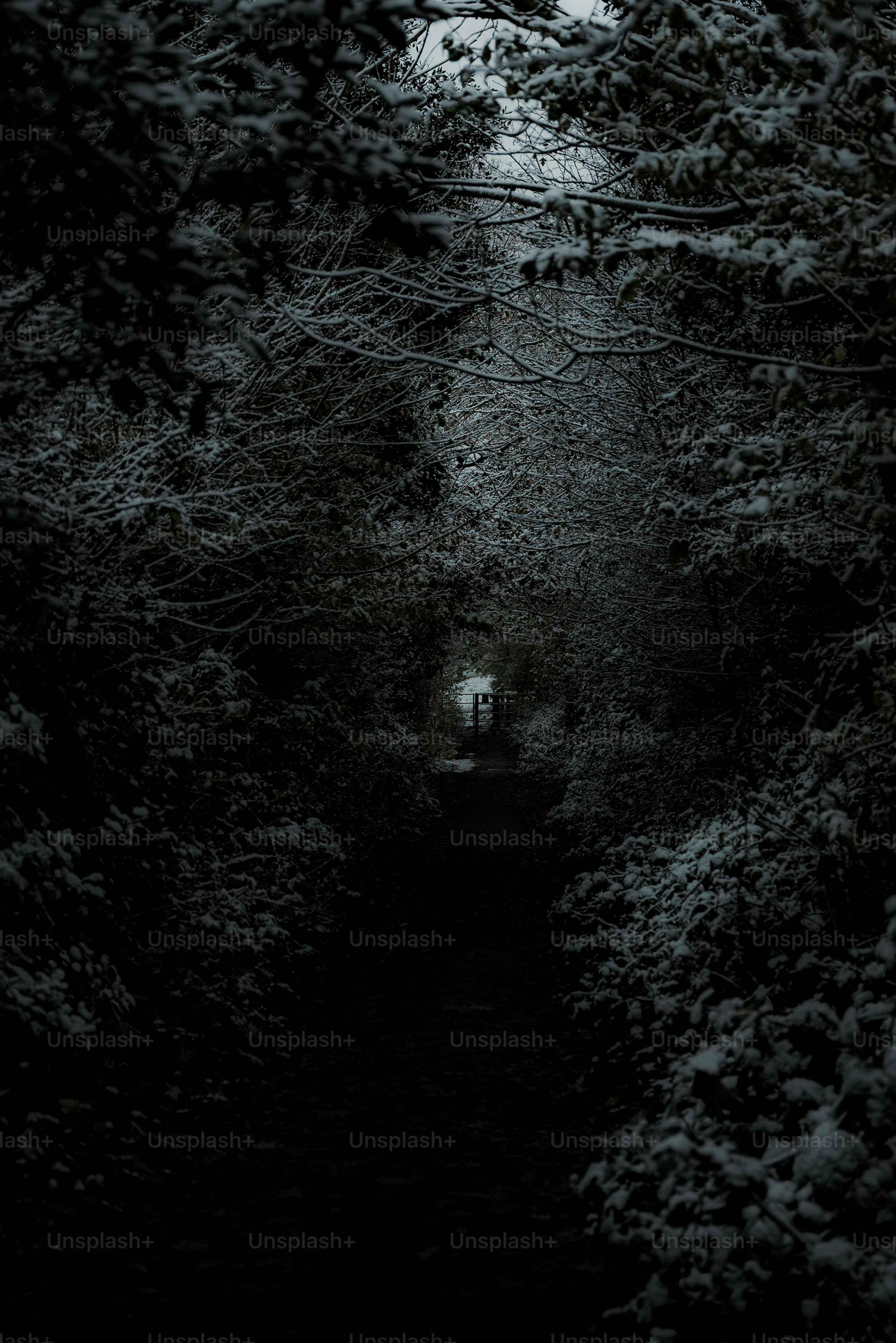 A dark path in the middle of a forest at night photo – Dark Image on ...