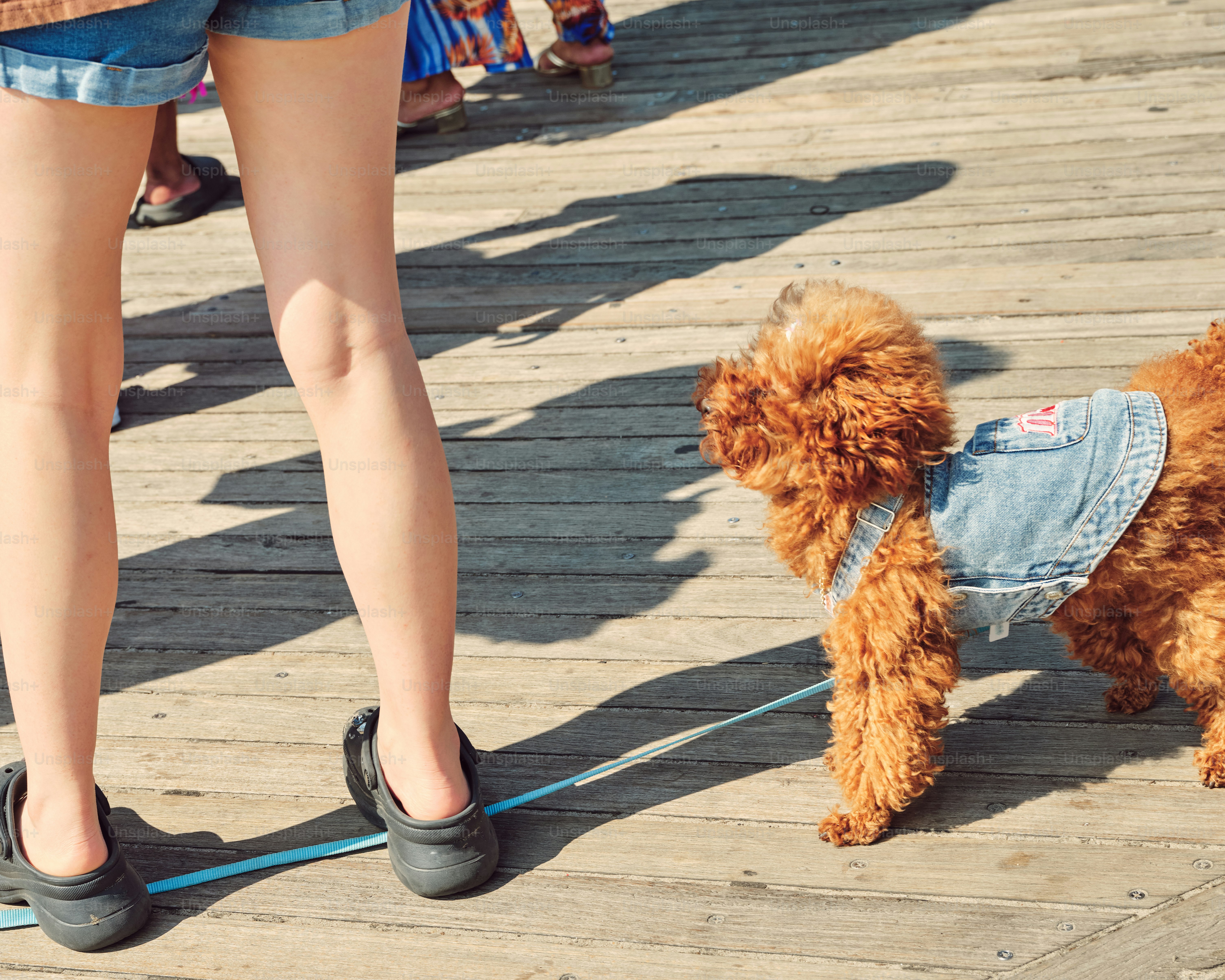 Perros Con Patas Cortas
