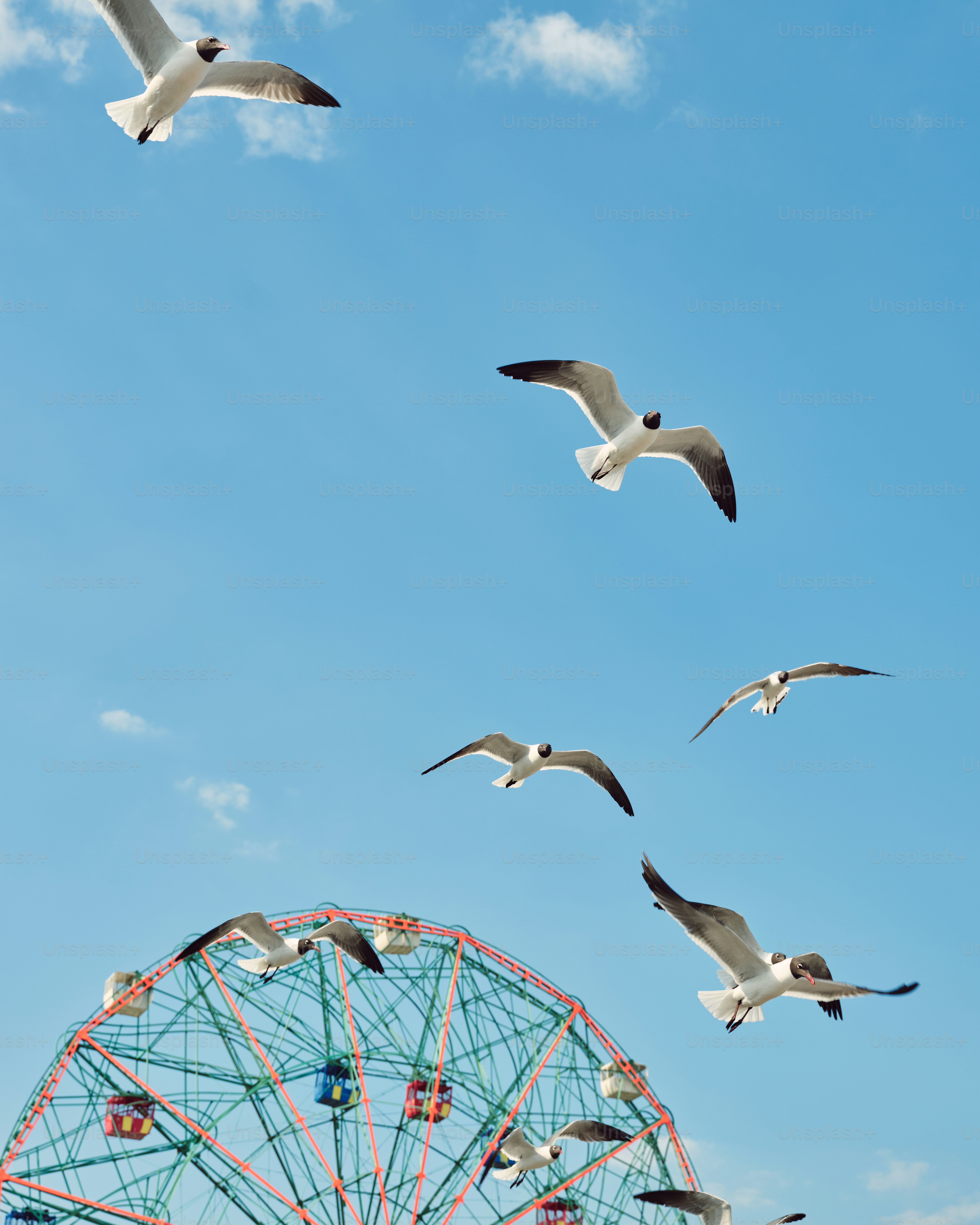 A flock of birds flying over a ferris wheel photo – Blue sky Image on ...