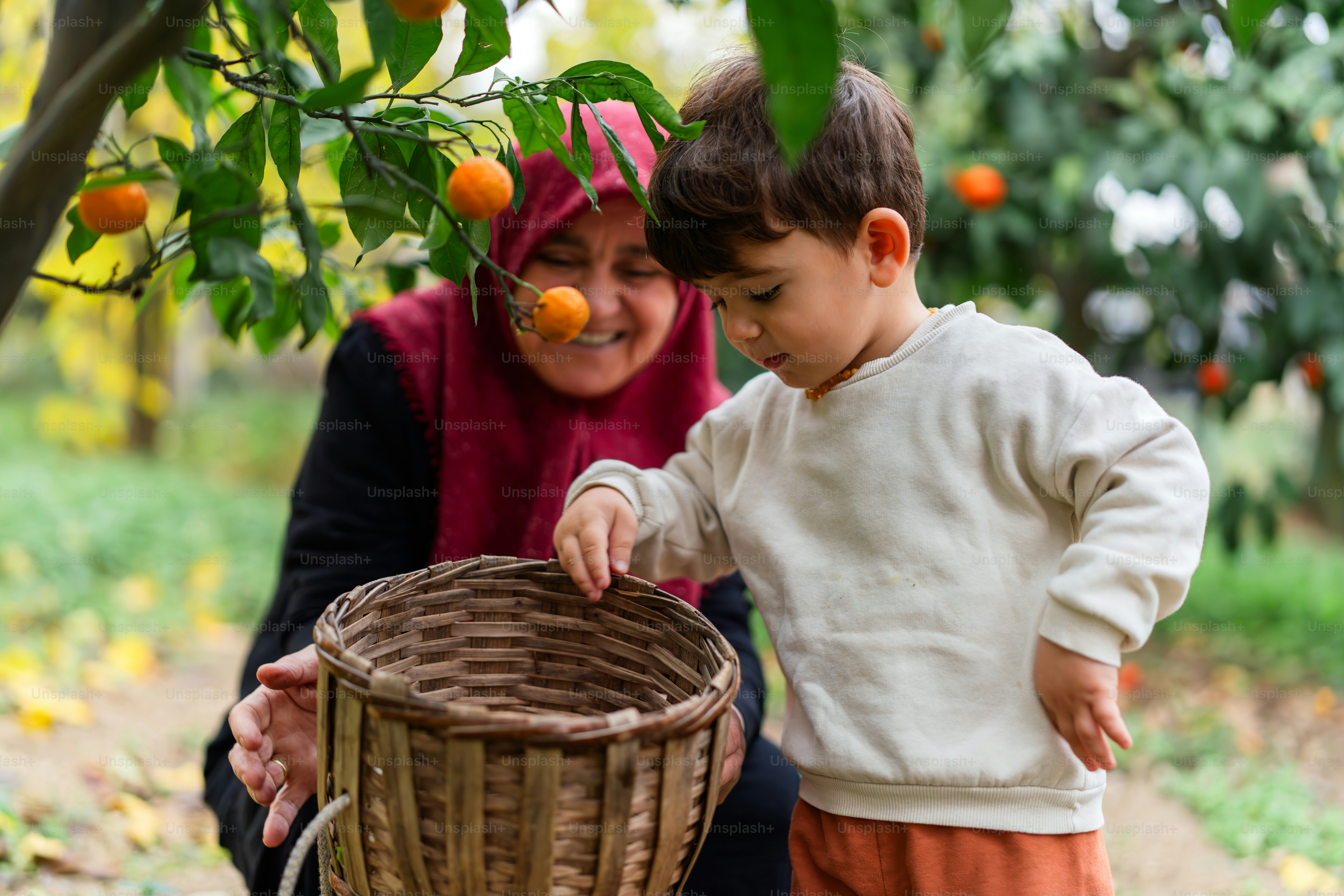 A woman and a boy are picking oranges from a tree photo – Grandchild ...