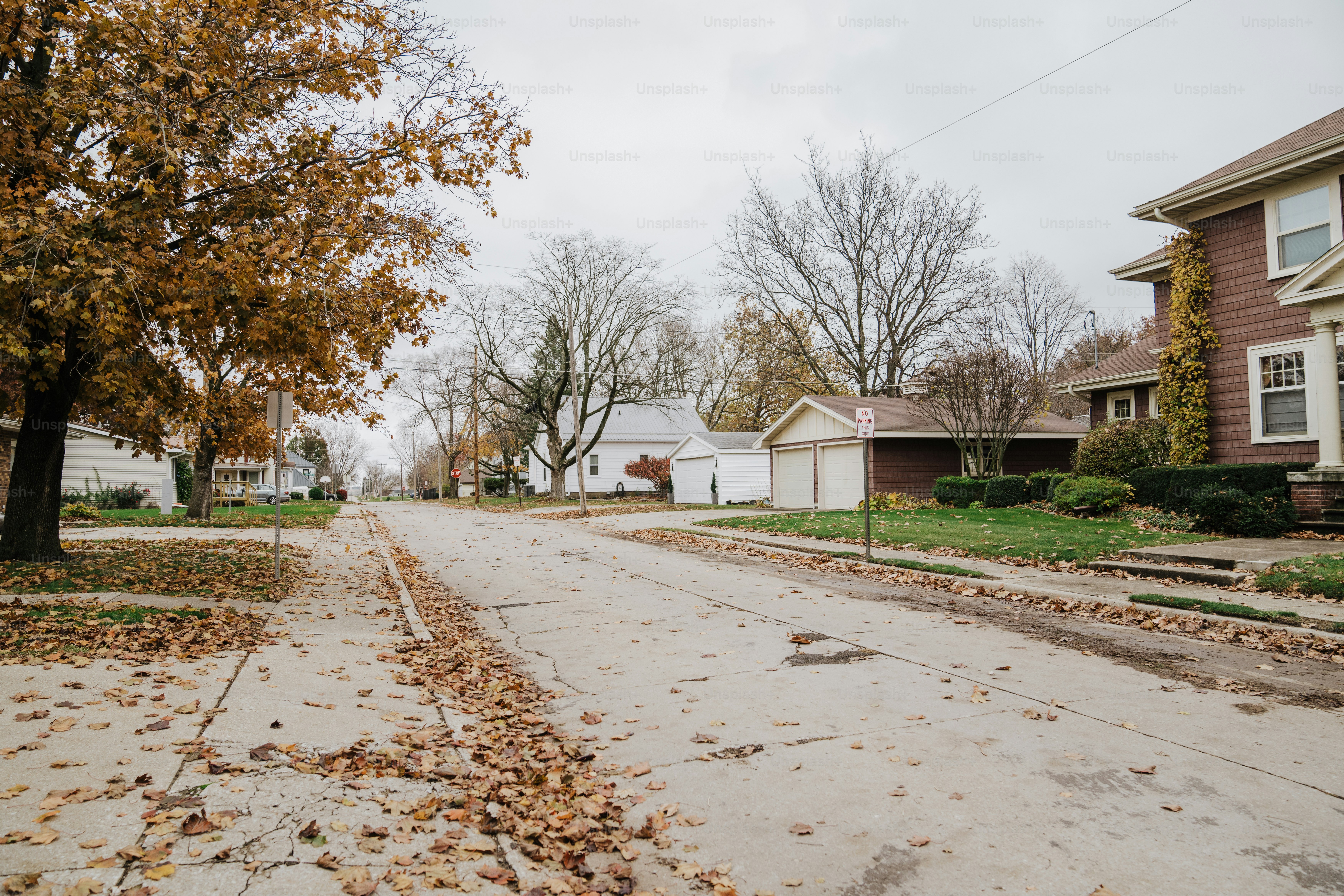 A leaf covered street with houses in the background photo – Street ...