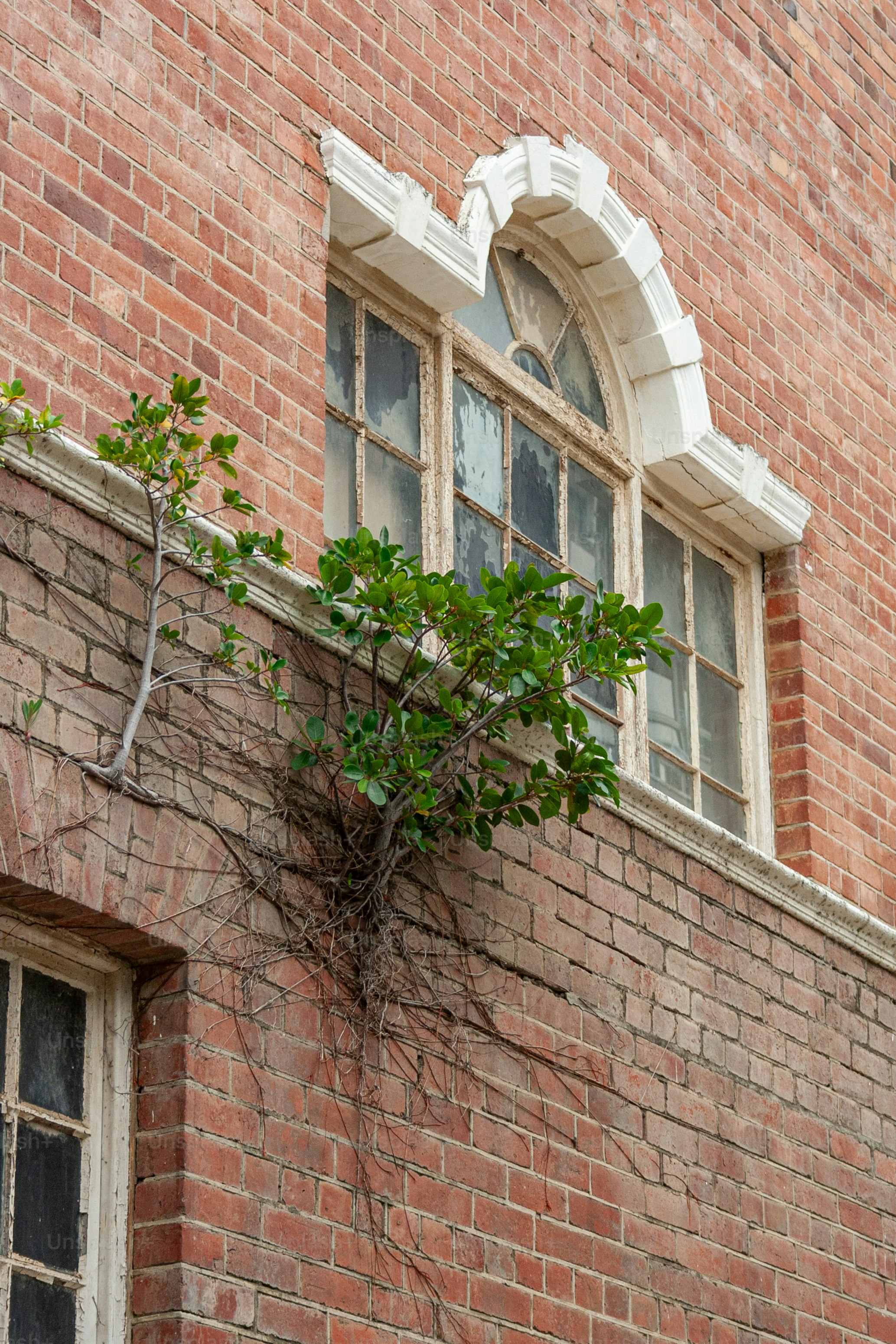 A brick building with a tree growing out of it photo – Window Image on ...