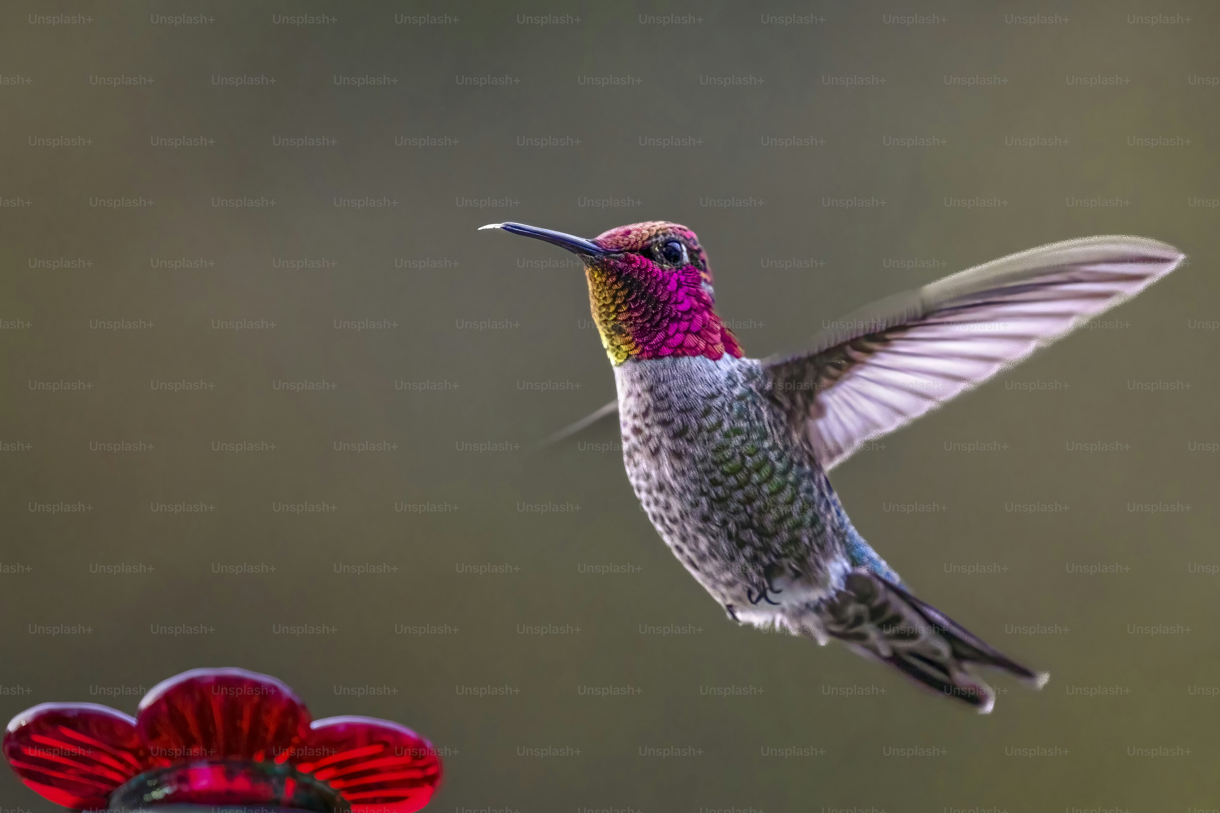 Un colibrí volando en el valle de Willamette, Oregón. Tiene un fondo ...